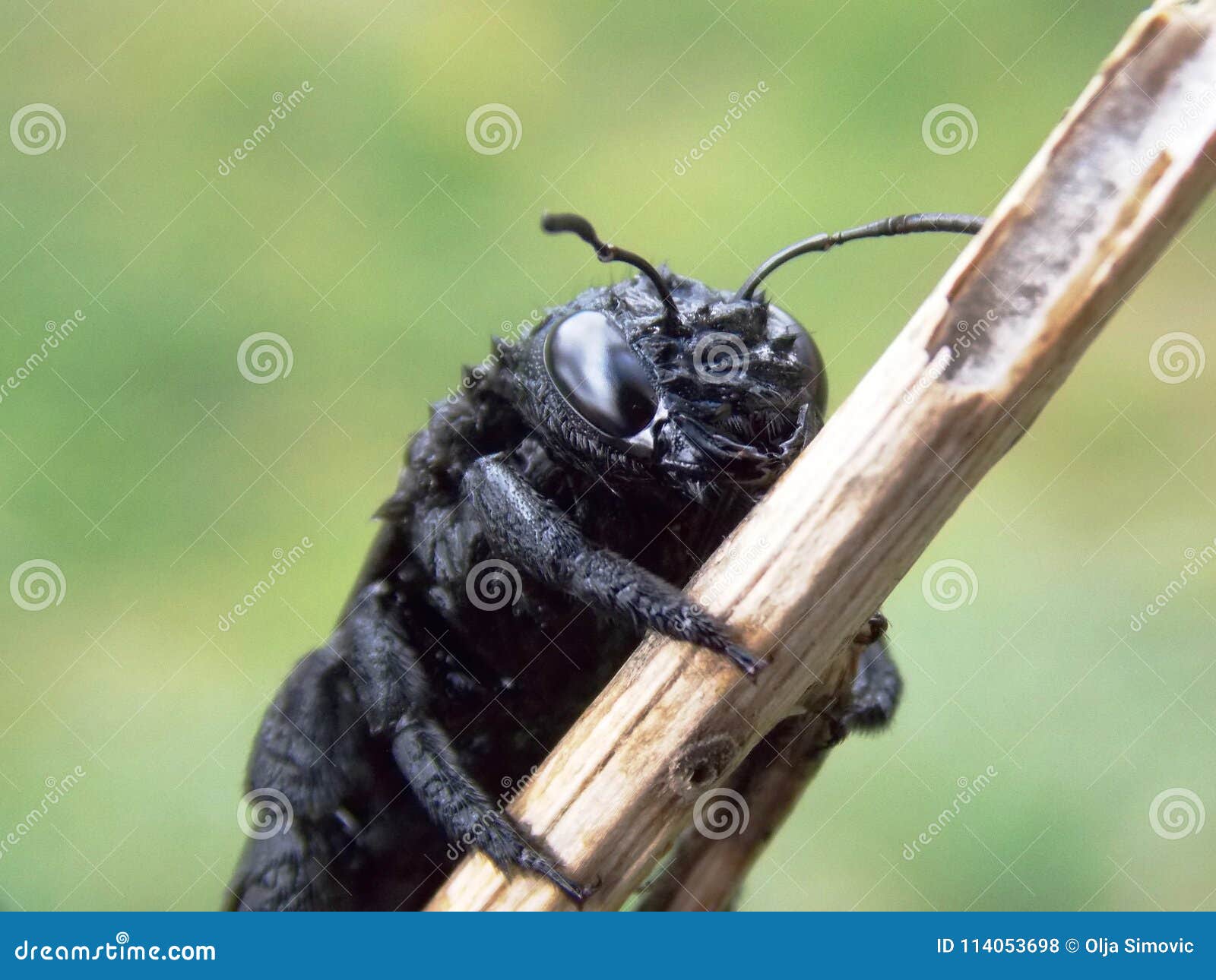 Insecto Azul En Una Rama Seca Foto de archivo - Imagen de azul, color ...