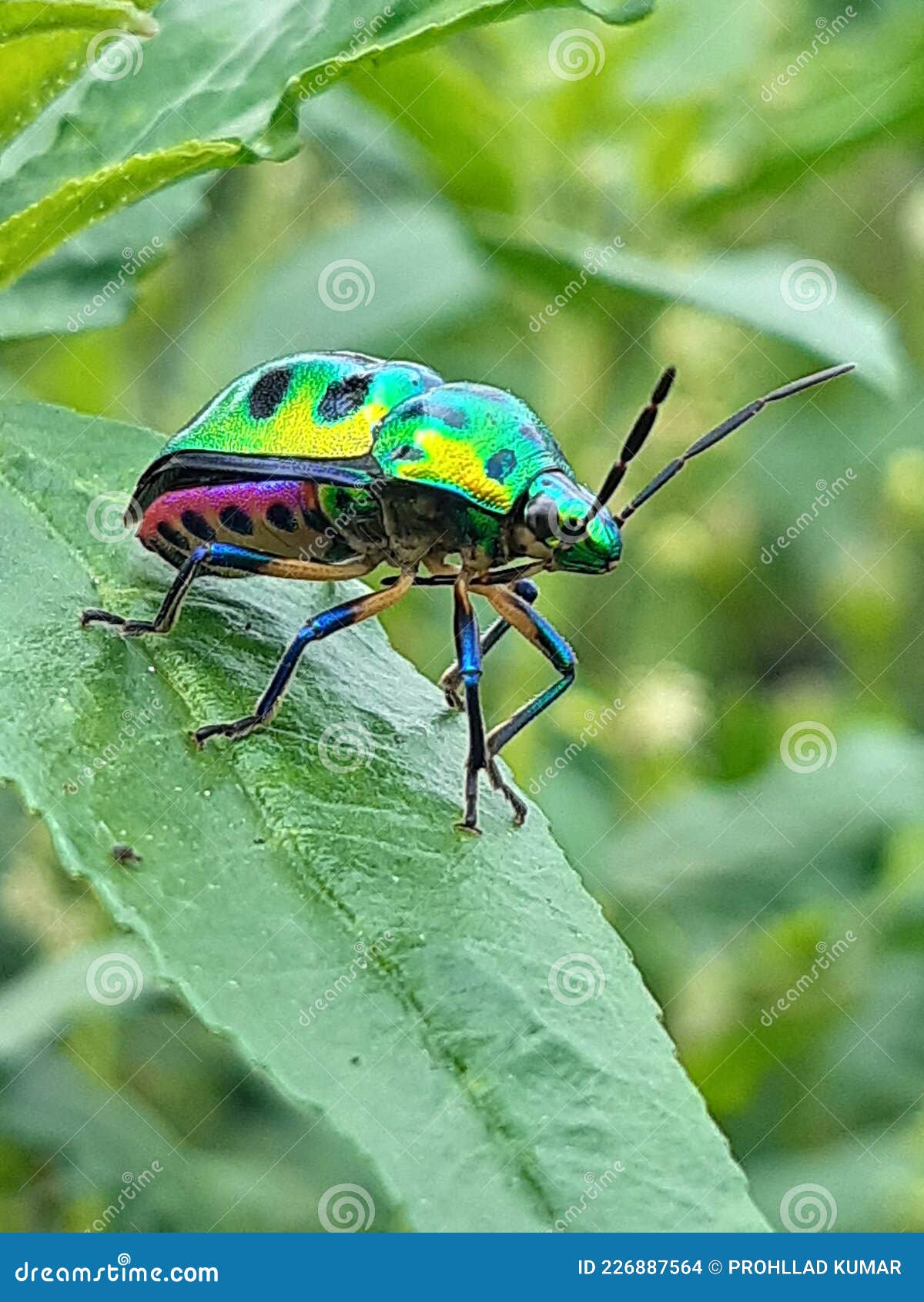 Insecto Colorido En La Hoja Foto de archivo - Imagen de cubo ...