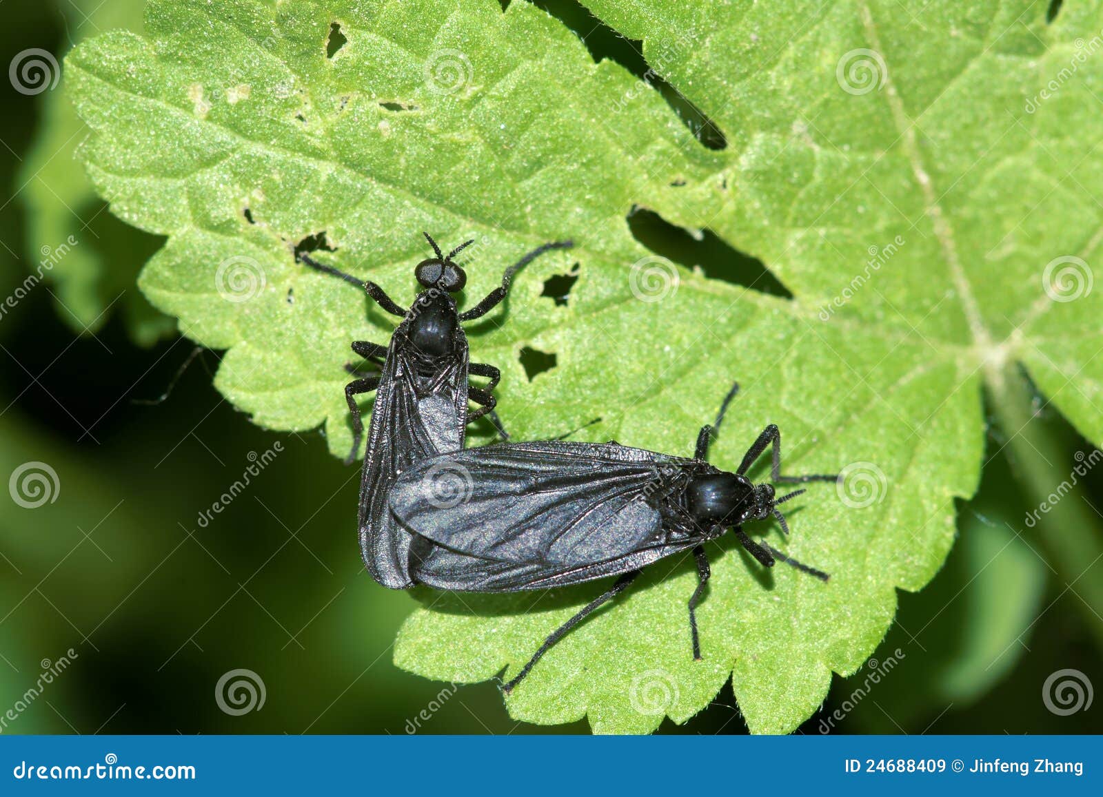 Insecto con alas negro imagen de archivo. Imagen de fauna - 24688409