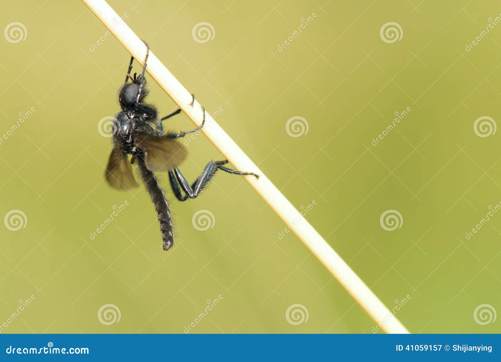 Insecto con alas negro imagen de archivo. Imagen de cierre - 41059157