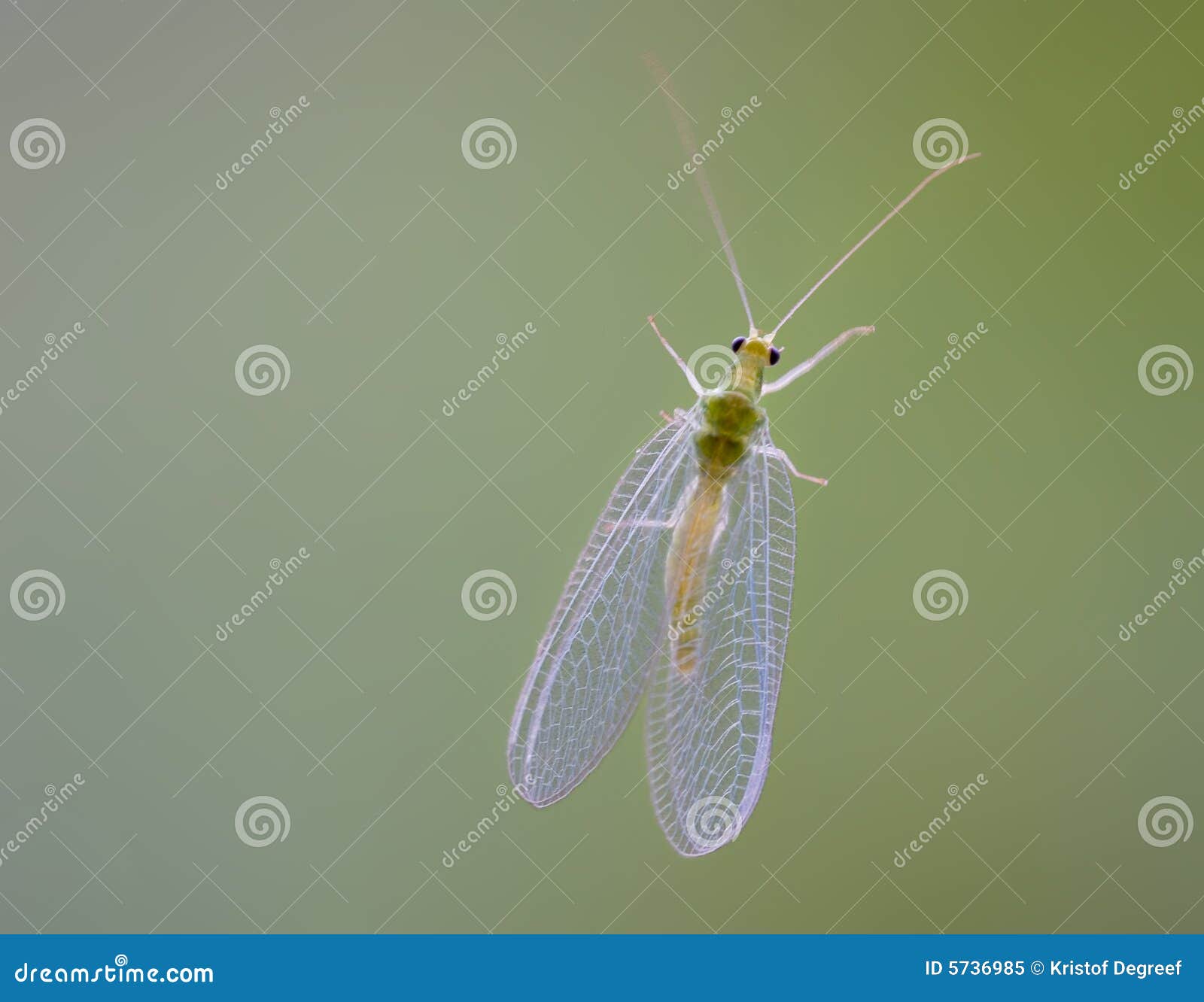 Insecto con alas vidrio imagen de archivo. Imagen de pausa - 5736985