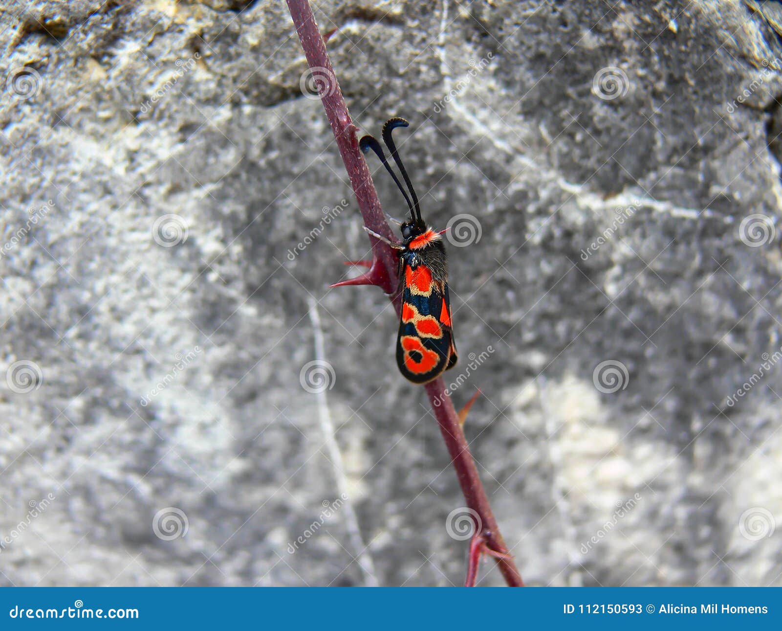 Insecto Con Los Puntos Rojos Imagen de archivo - Imagen de invertebrado ...