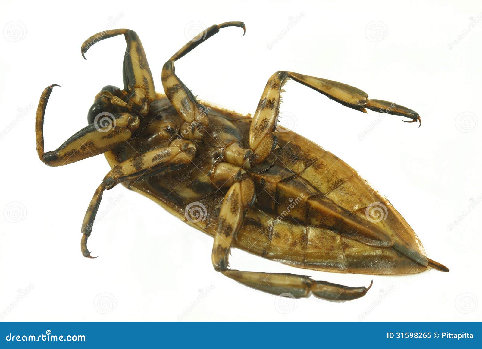 Insecto de agua gigante imagen de archivo. Imagen de gigante - 31598265