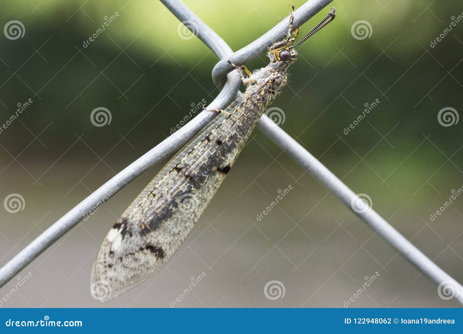 Insecto De Alas Largas Hermoso En Una Cerca Foto de archivo - Imagen de ...