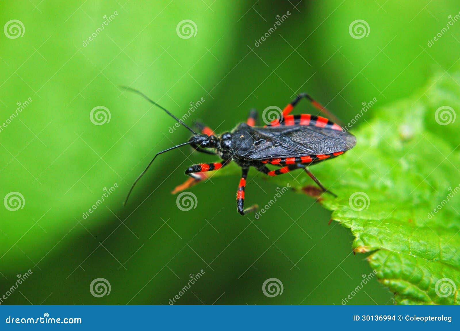 Insecto de asesino foto de archivo. Imagen de hoja, macro - 30136994