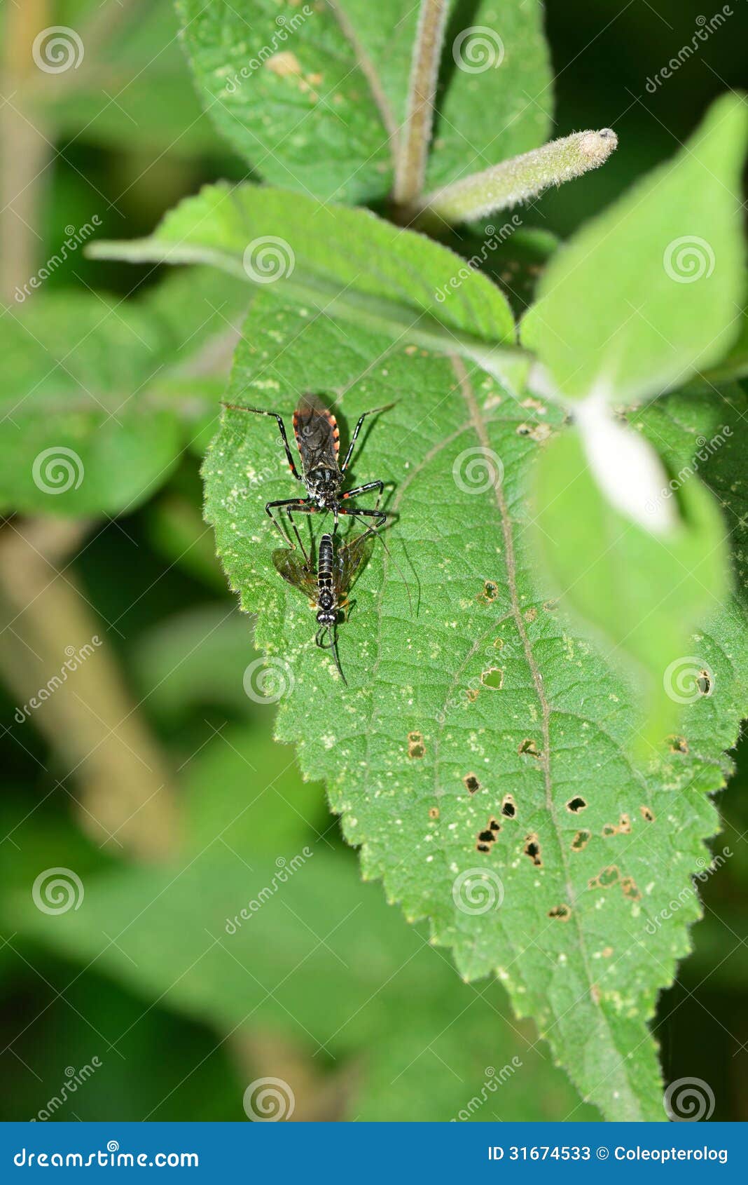 Insecto de asesino exótico imagen de archivo. Imagen de hojas - 31674533