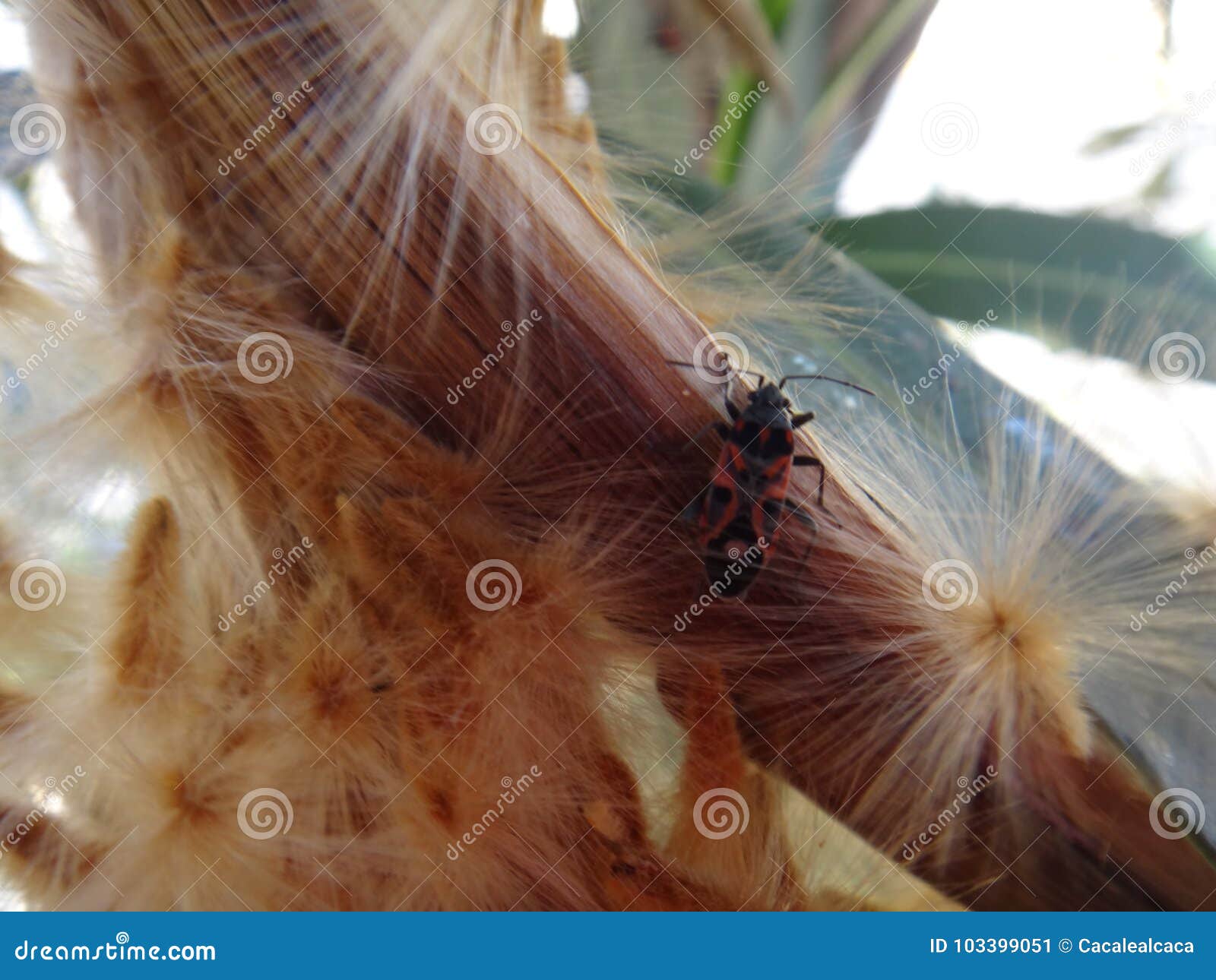 Insecto De Boxelder En Vaina Del Adelfa Imagen de archivo - Imagen de ...