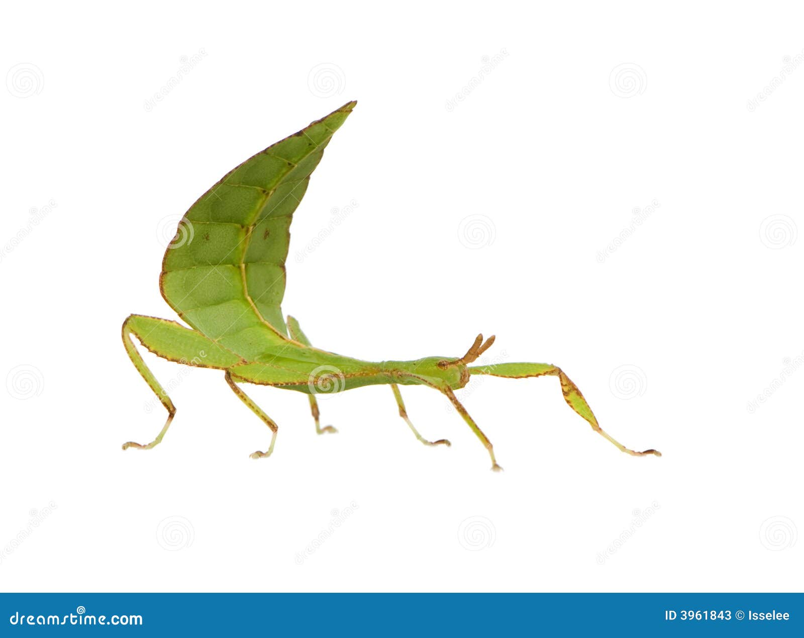 Insecto De Hoja, Phylliidae - SP Del Phyllium Imagen de archivo ...