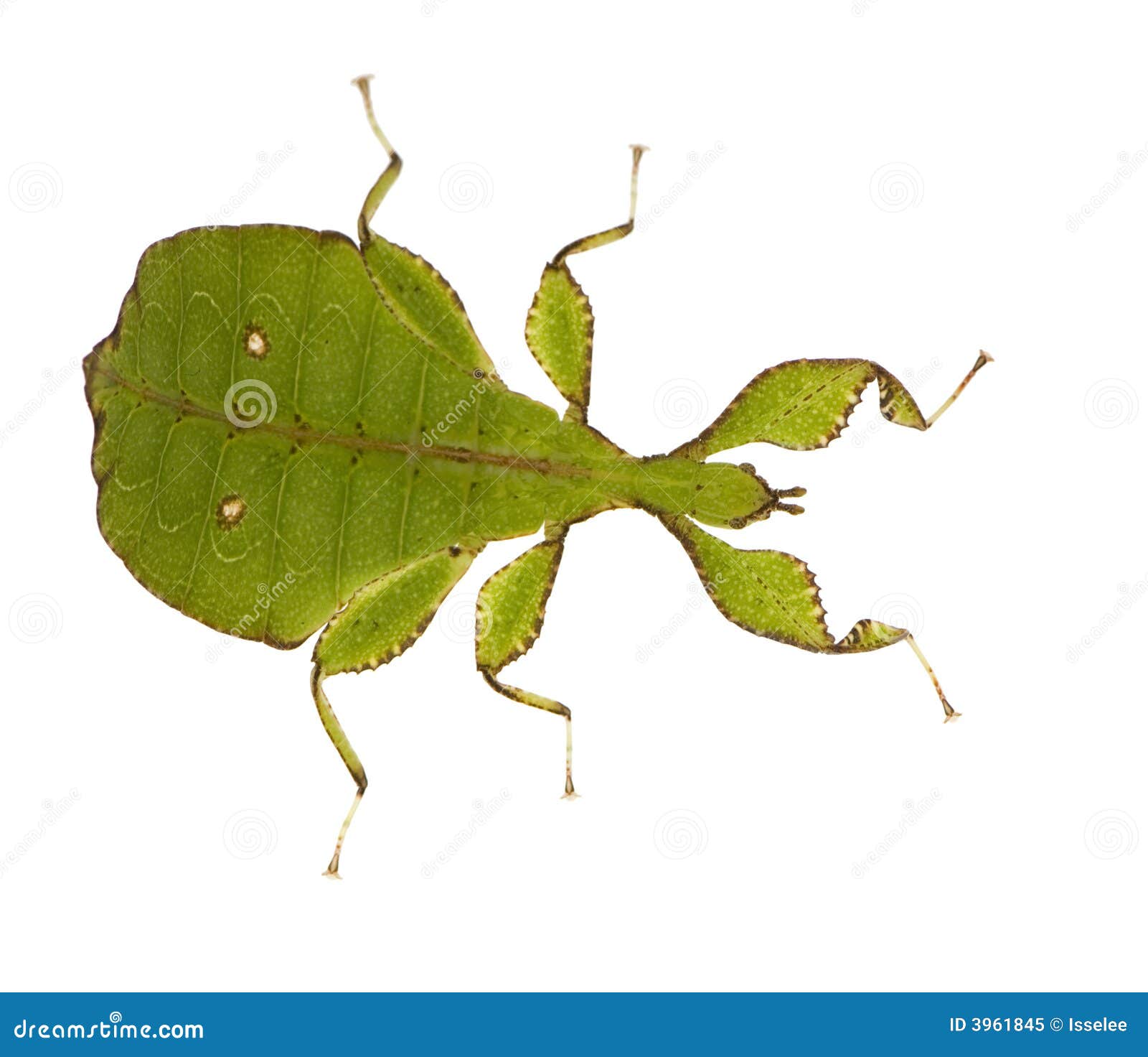 Insecto De Hoja, Phylliidae - SP Del Phyllium Imagen de archivo ...