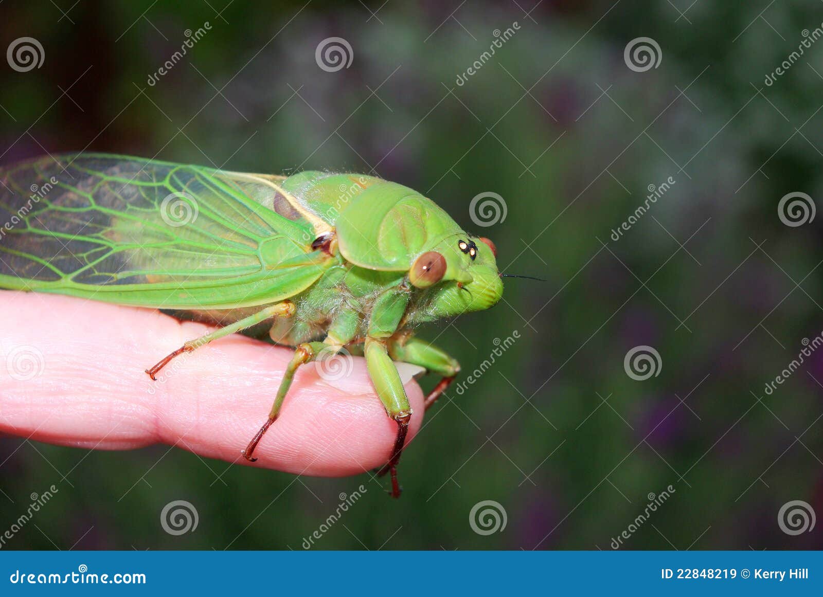 Insecto de la cigarra imagen de archivo. Imagen de escarabajo - 22848219