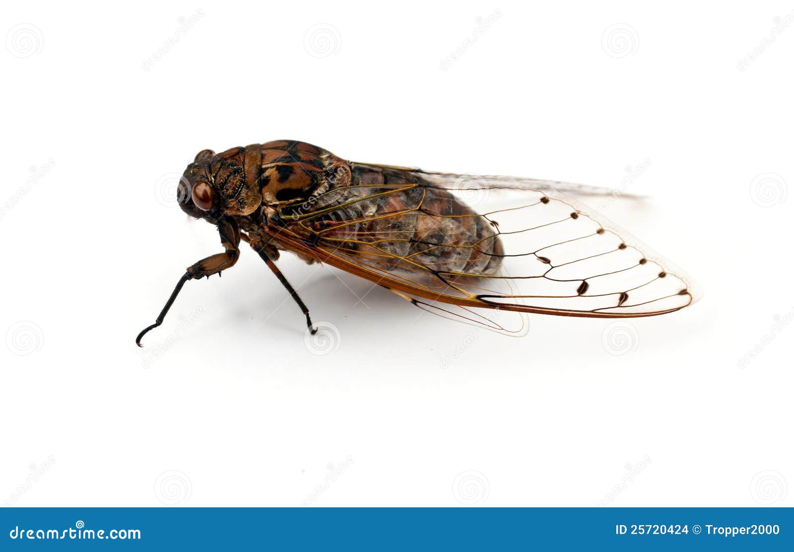 Insecto de la cigarra. foto de archivo. Imagen de vida - 25720424