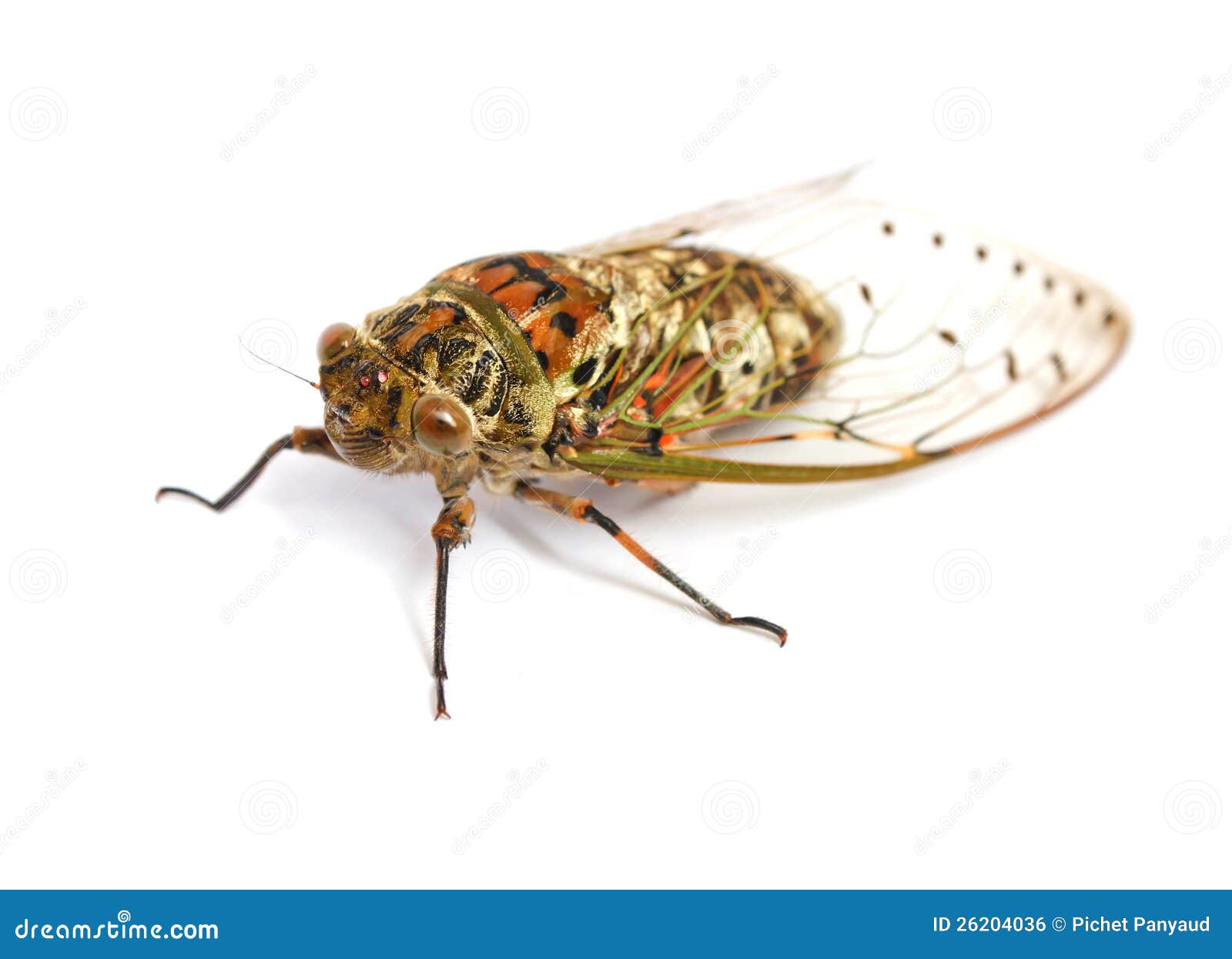 Insecto de la cigarra foto de archivo. Imagen de vida - 26204036