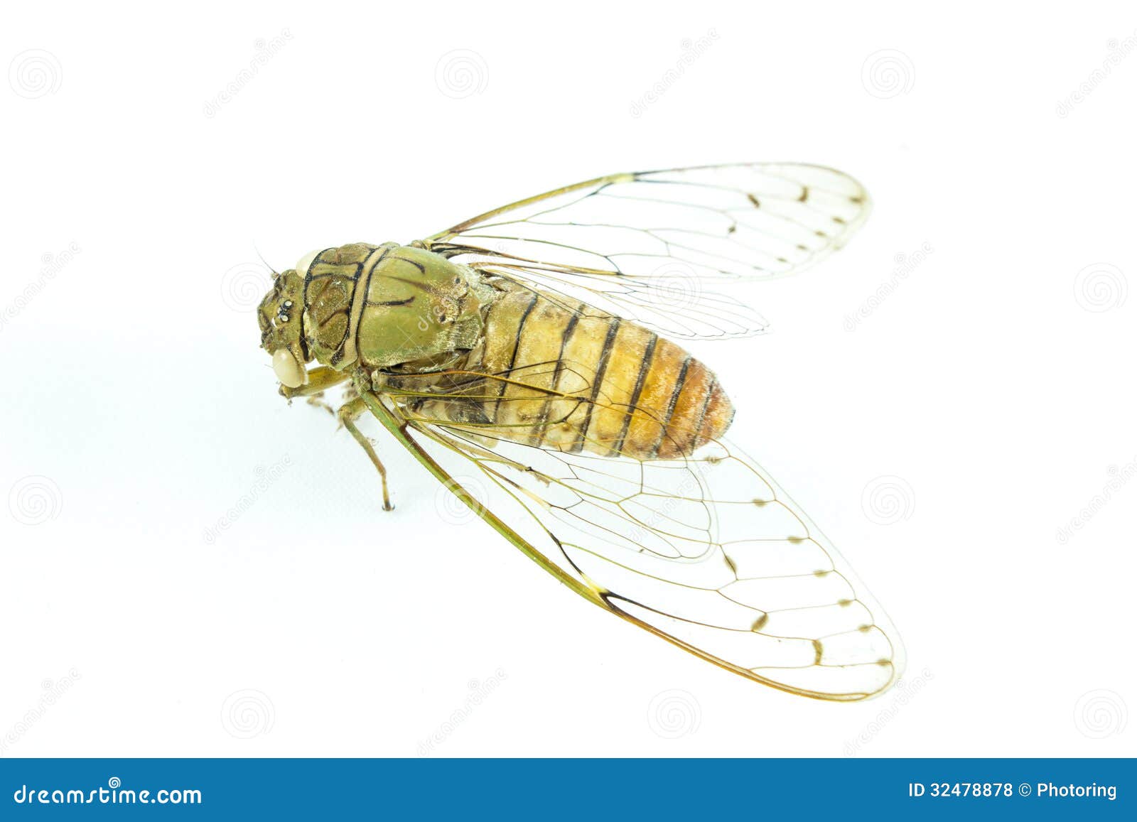 Insecto de la cigarra foto de archivo. Imagen de cierre - 32478878
