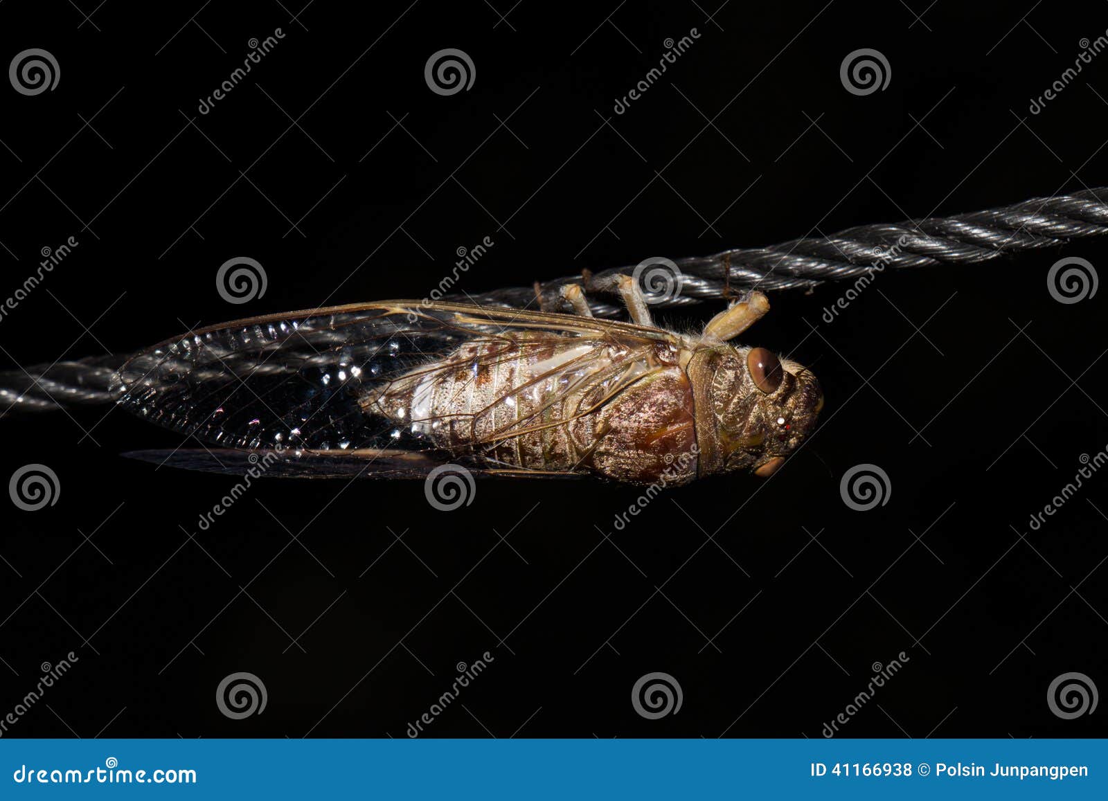 Insecto de la cigarra foto de archivo. Imagen de bicho - 41166938