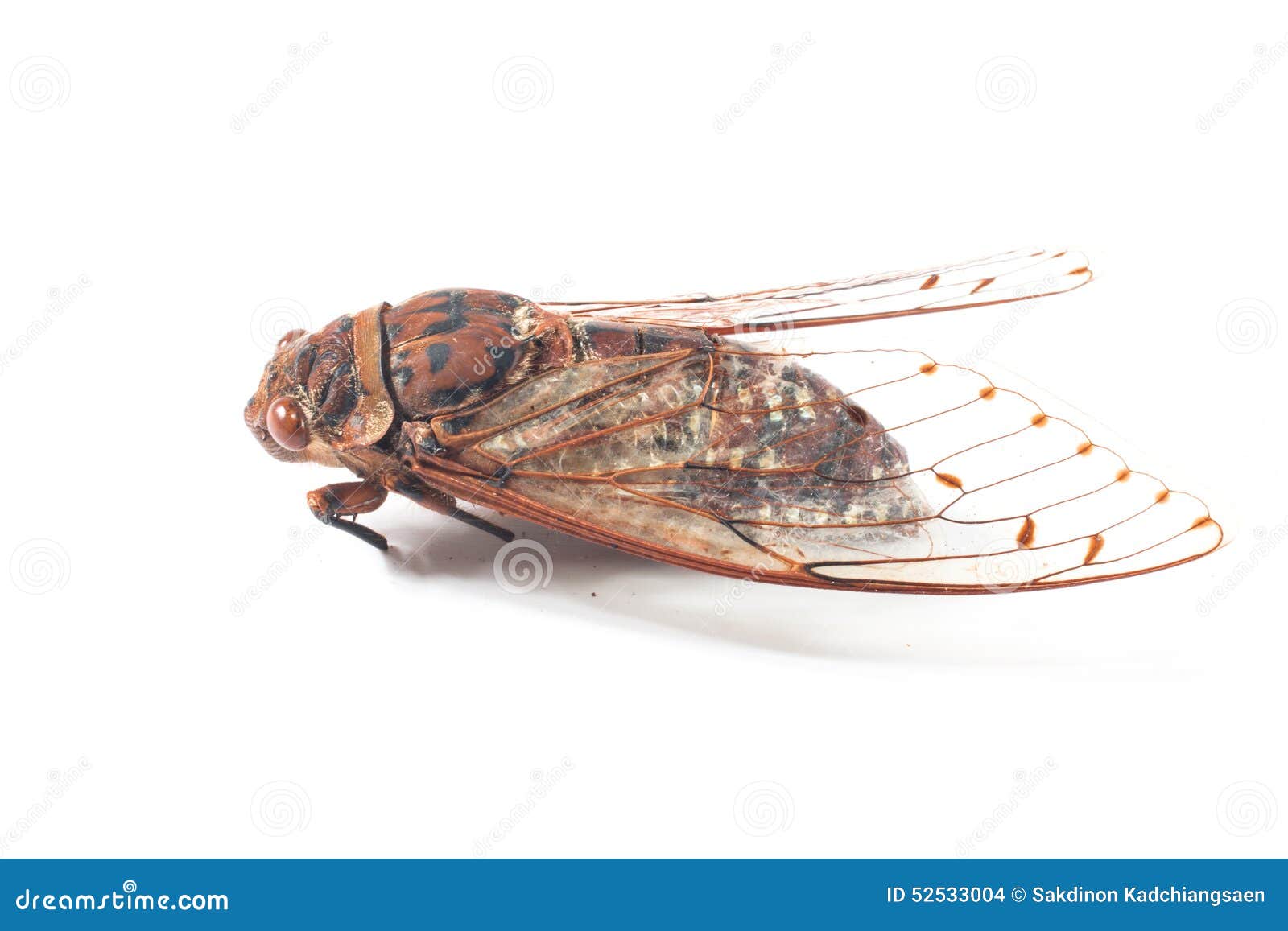 Insecto de la cigarra foto de archivo. Imagen de cara - 52533004