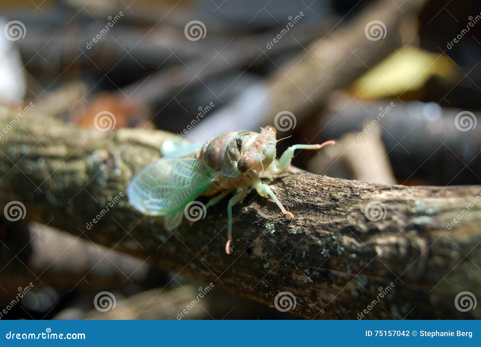 Insecto de la cigarra foto de archivo. Imagen de insecto - 75157042
