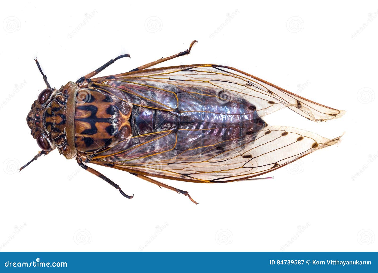 Insecto de la cigarra imagen de archivo. Imagen de verano - 84739587