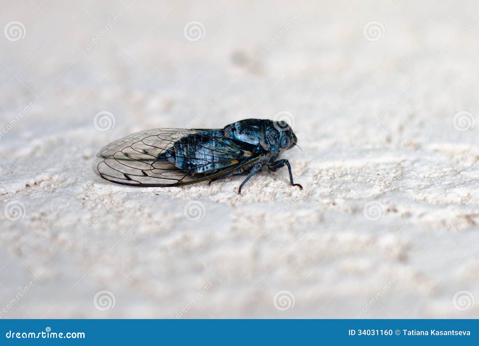 Insecto De La Cigarra En La Pared Foto de archivo - Imagen de cara ...