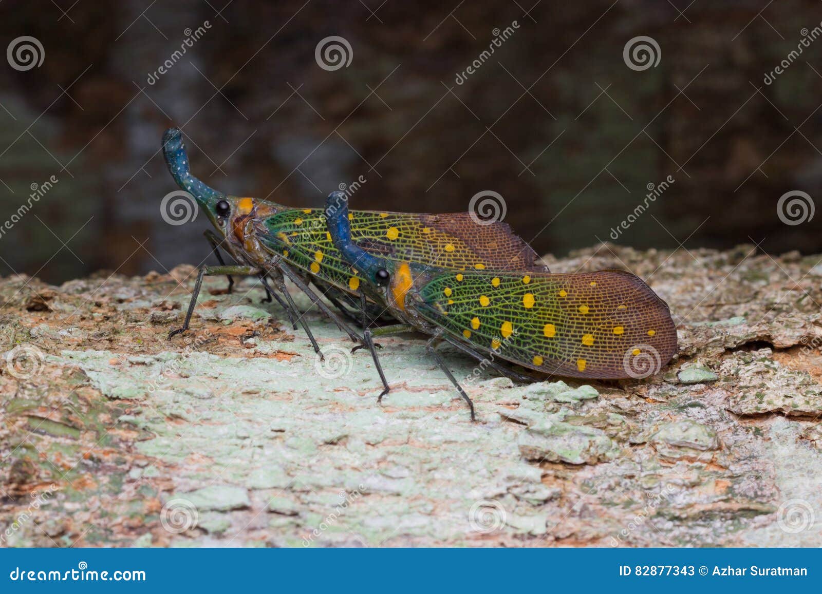 Insecto De La Linterna - Pyrops Whiteheadi Imagen de archivo - Imagen ...