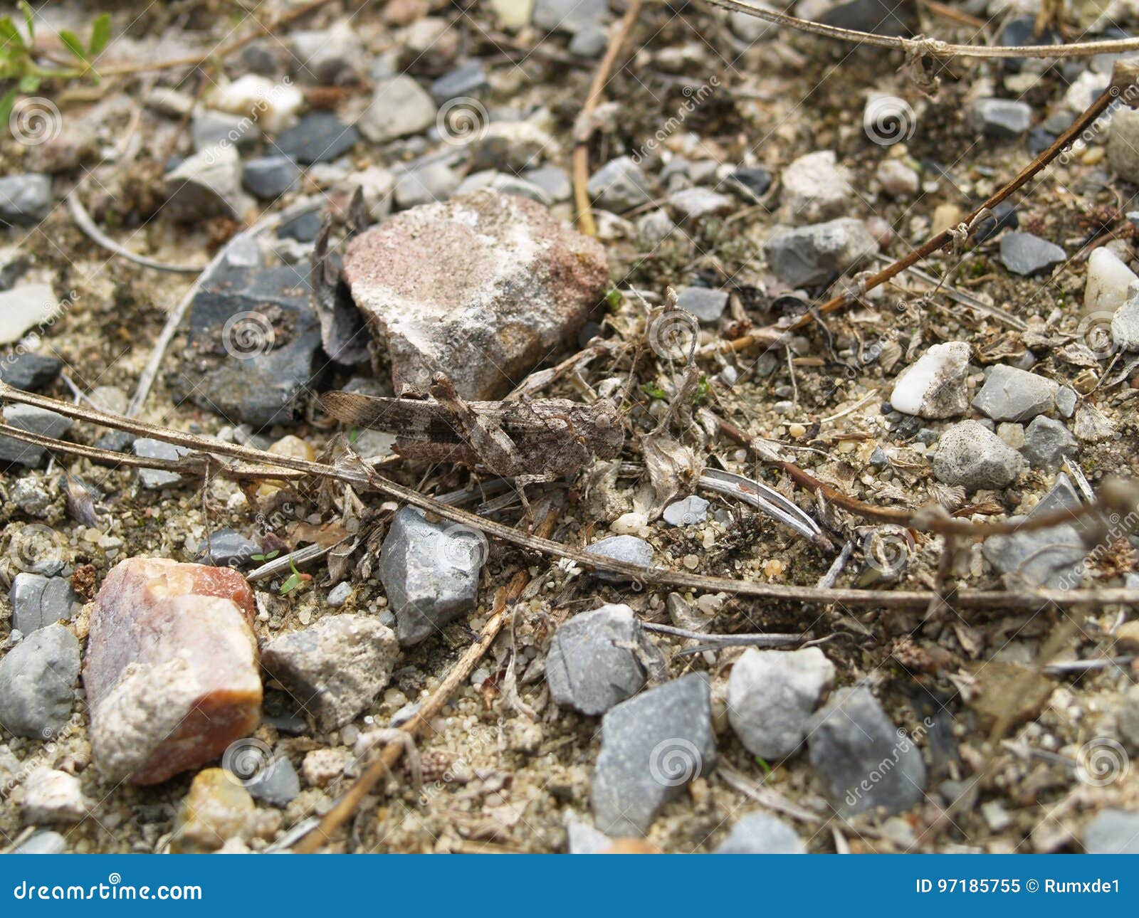 Insecto de la tierra imagen de archivo. Imagen de camuflado - 97185755