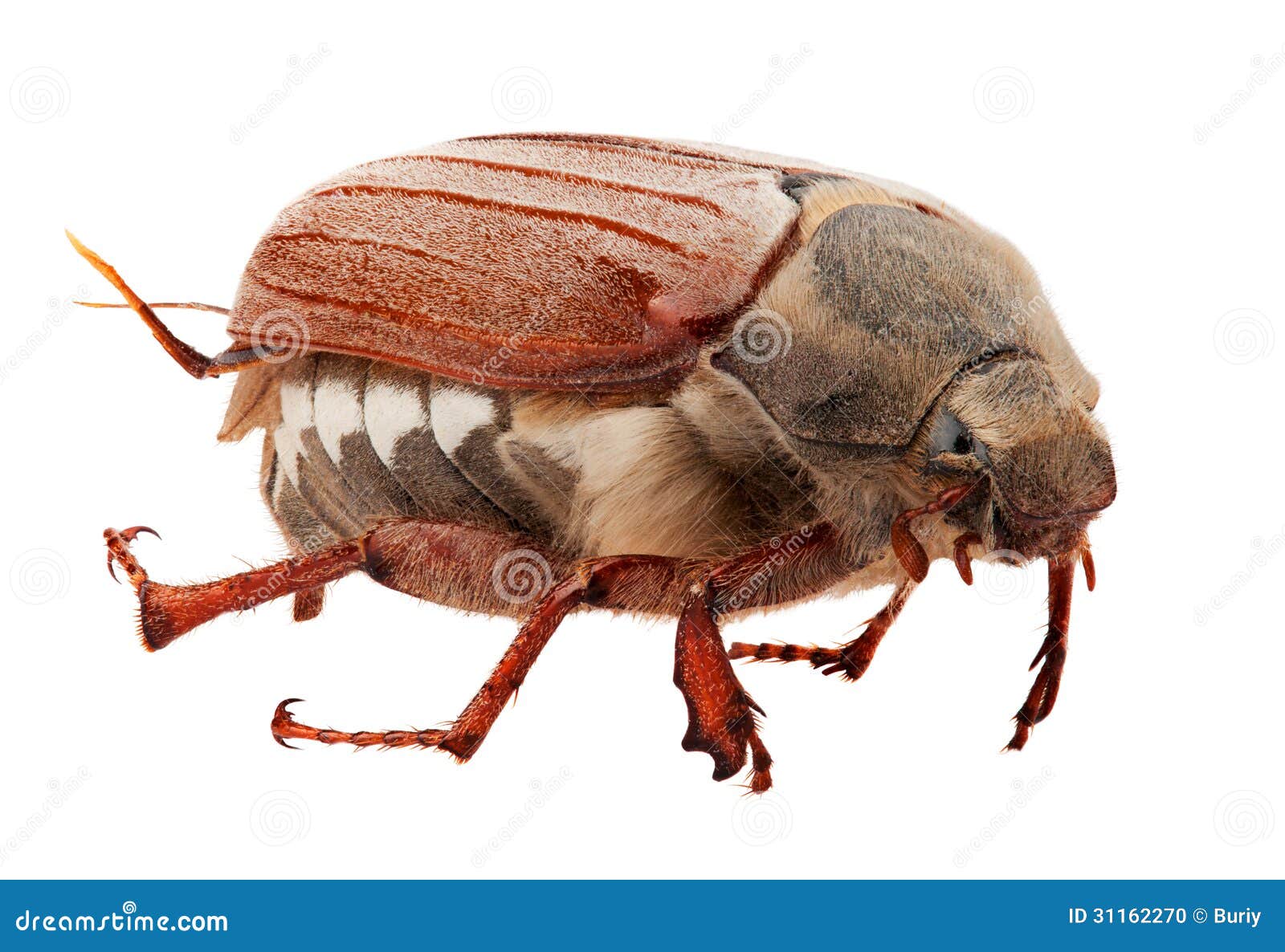 Insecto de mayo foto de archivo. Imagen de fauna, abejorro - 31162270