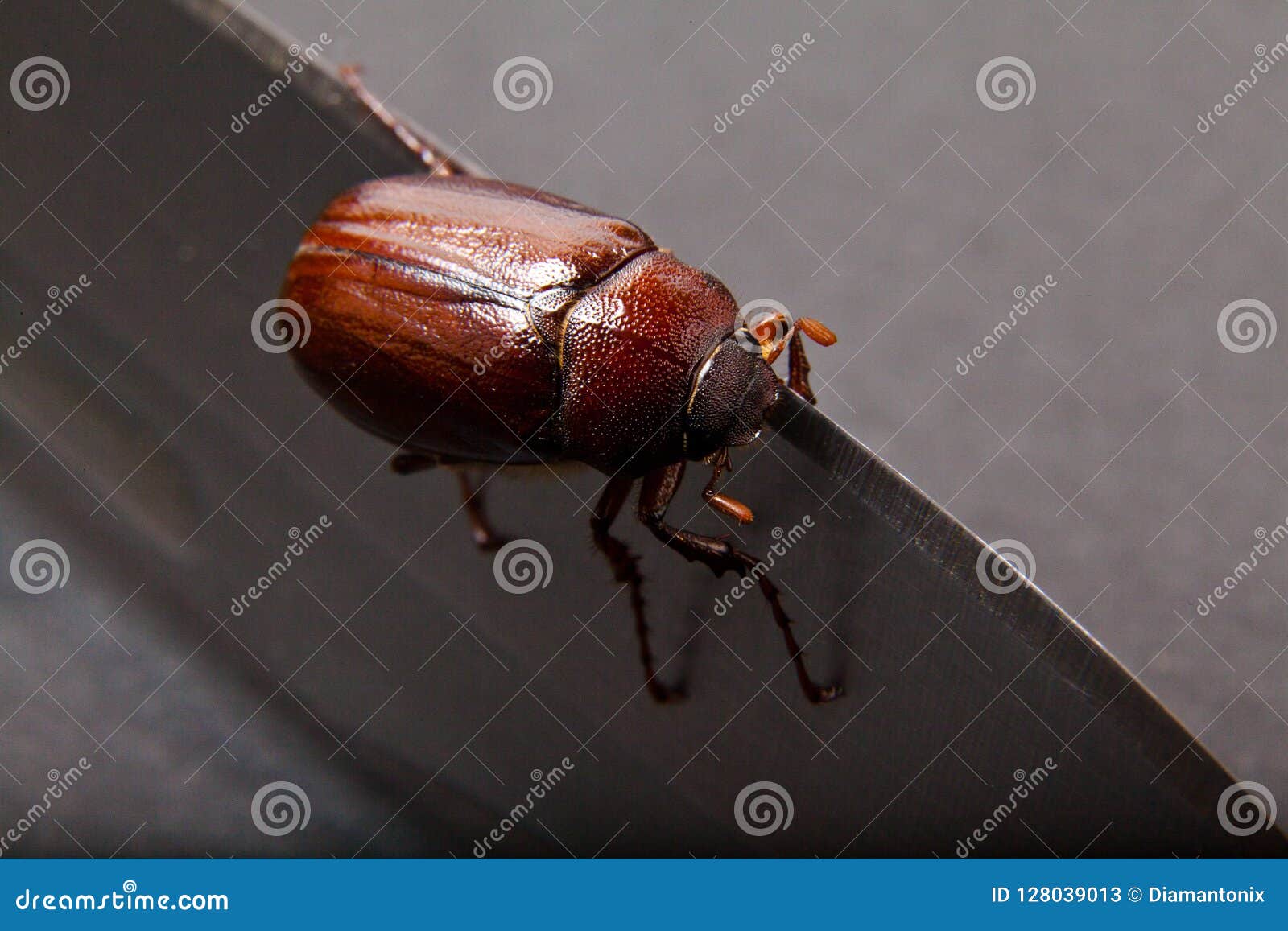 Insecto De Mayo En El Borde De Cuchillo Imagen de archivo - Imagen de ...