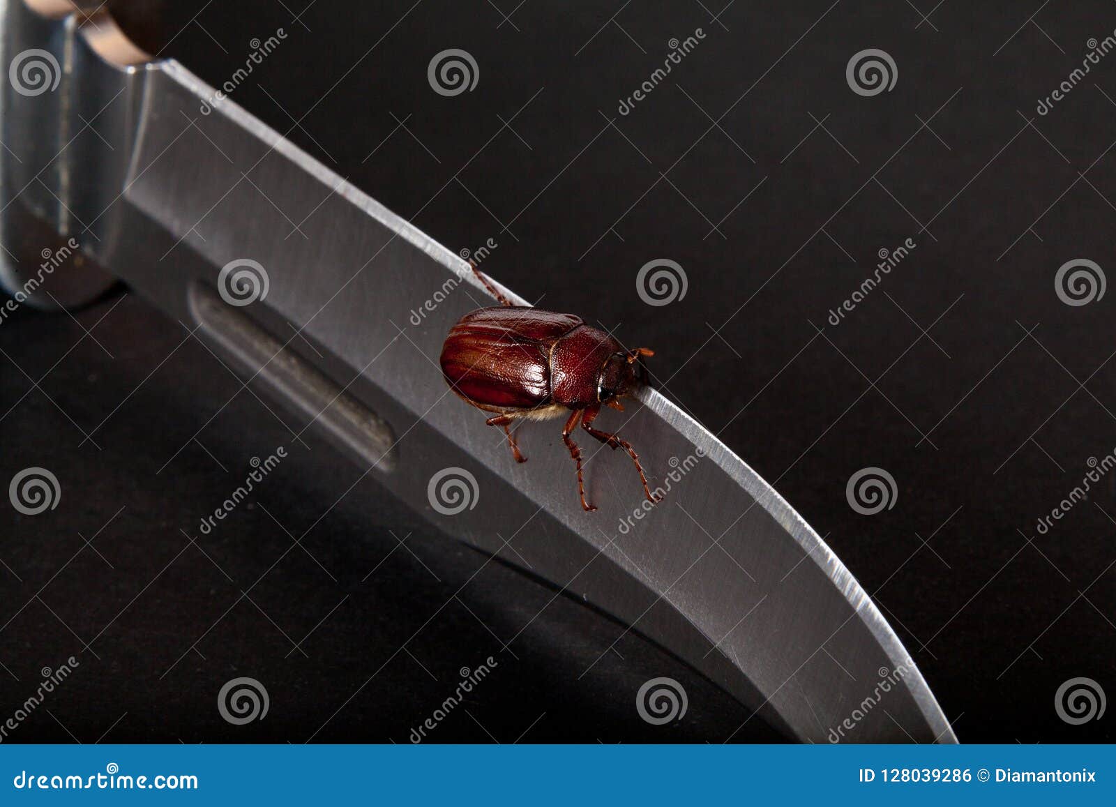 Insecto De Mayo En El Borde De Cuchillo Foto de archivo - Imagen de ...