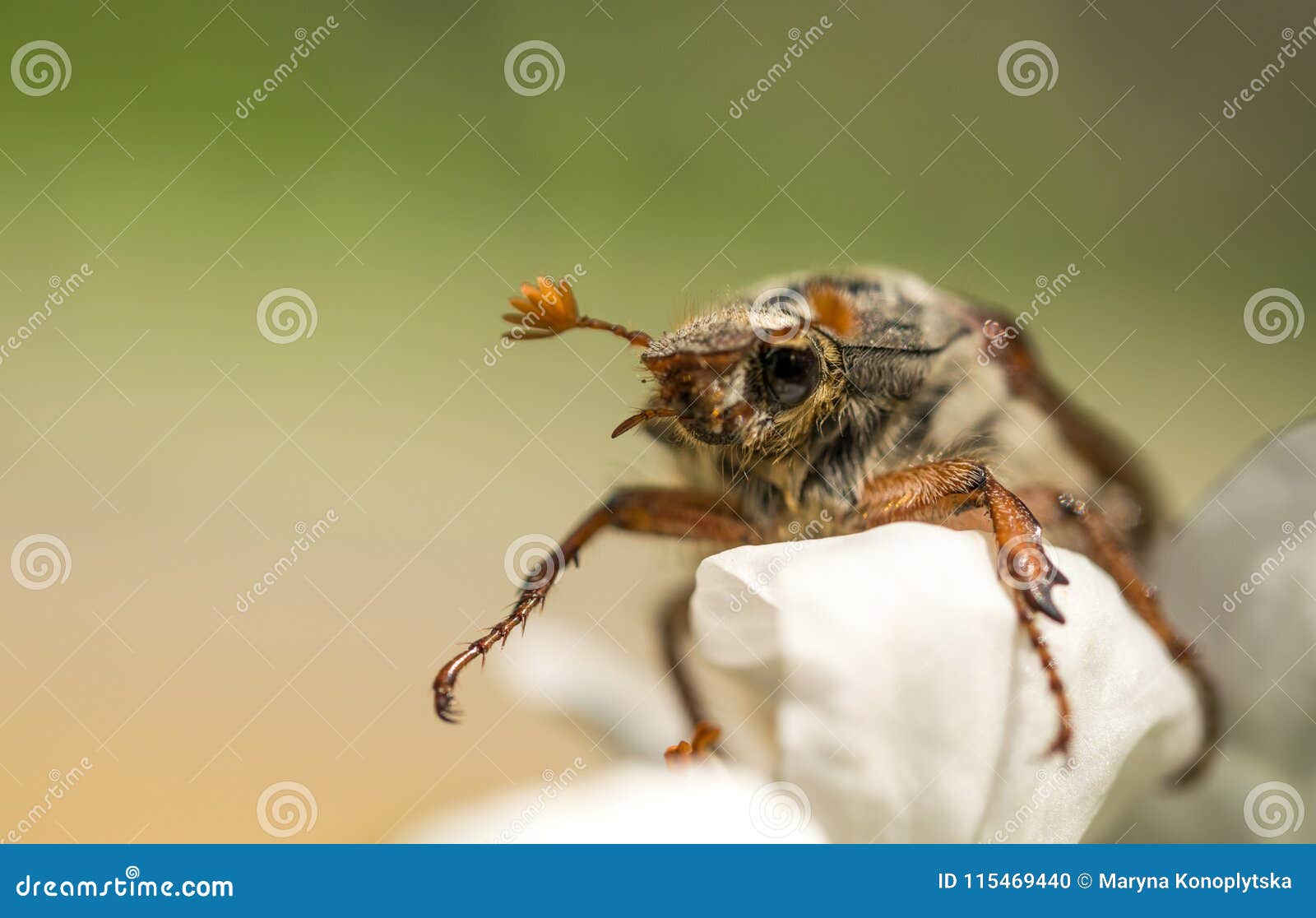 Insecto De Mayo Y Manzana Floreciente Foto de archivo - Imagen de ...