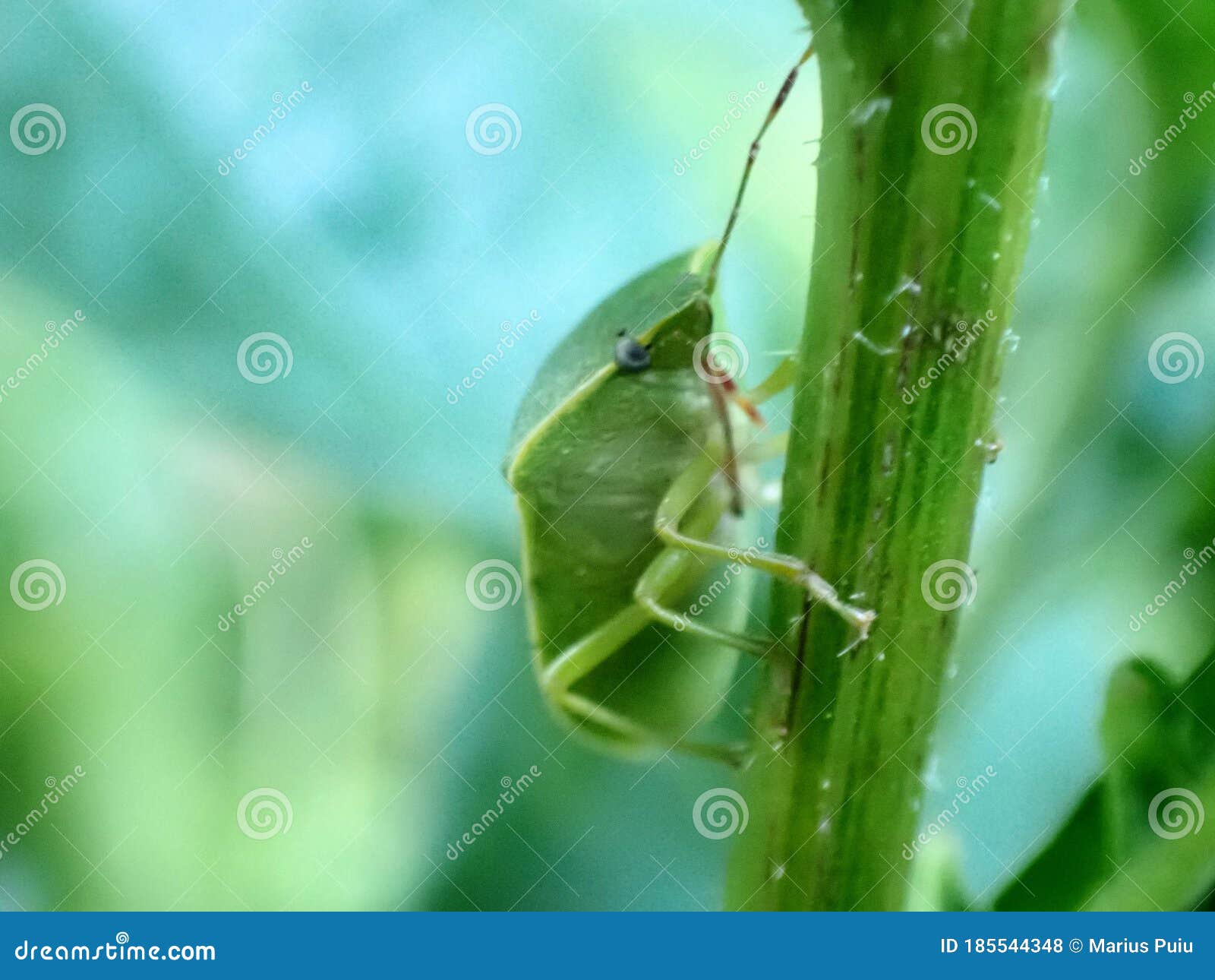 Insecto de insecto verde foto de archivo. Imagen de macro - 185544348