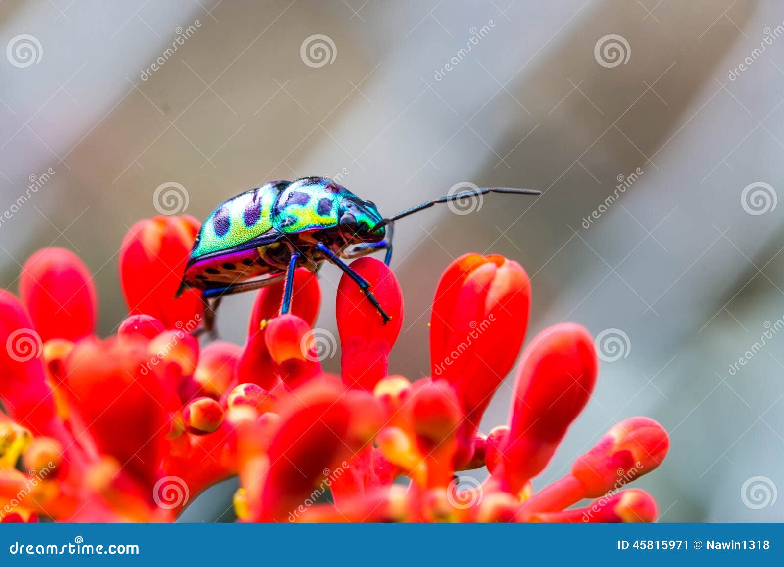 Insecto Del Escudo Del Lichi Imagen de archivo - Imagen de veneno ...