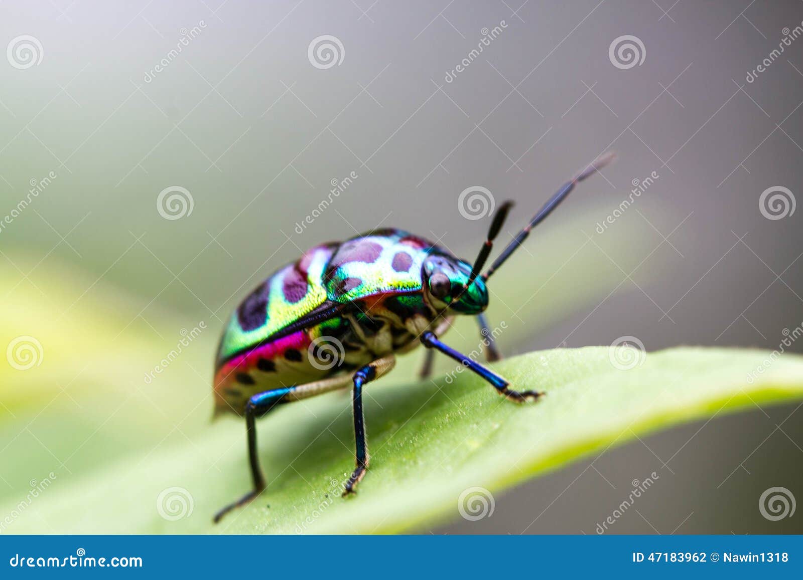 Insecto Del Escudo Del Lichi Foto de archivo - Imagen de veneno, verde ...