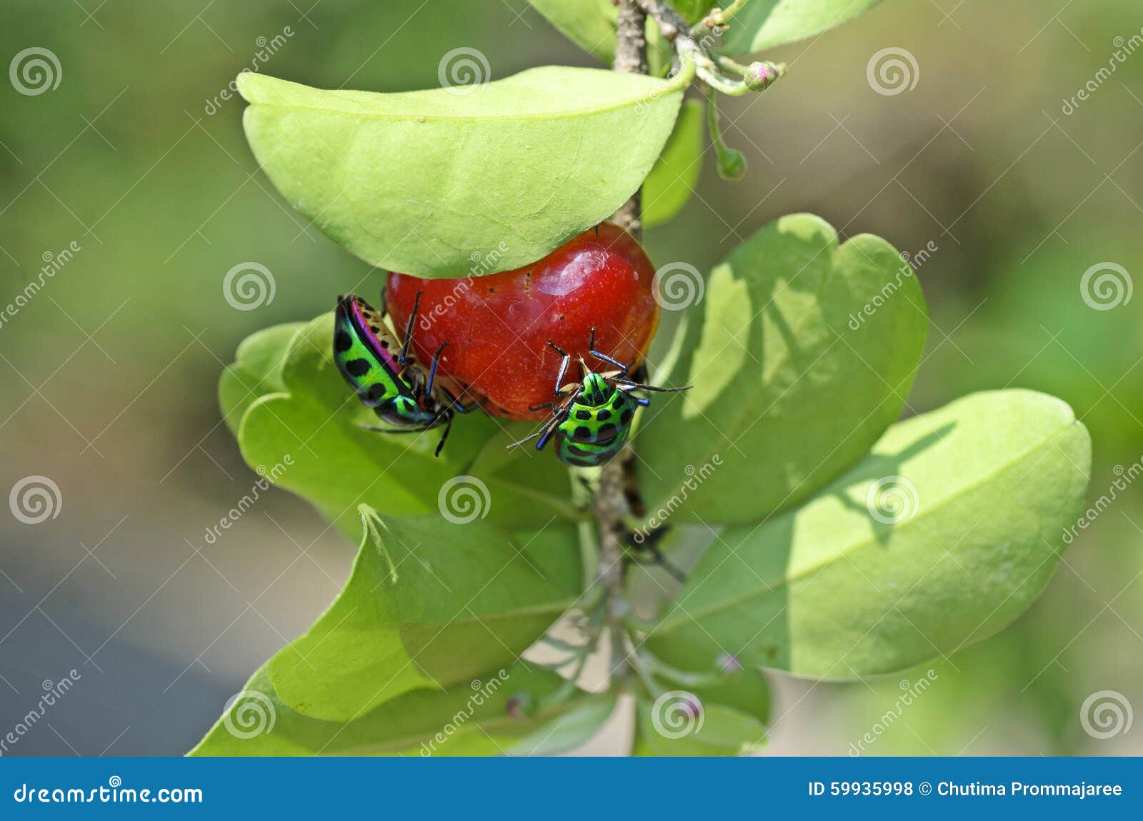 Insecto Del Escudo Del Lichi Foto de archivo - Imagen de insectos ...
