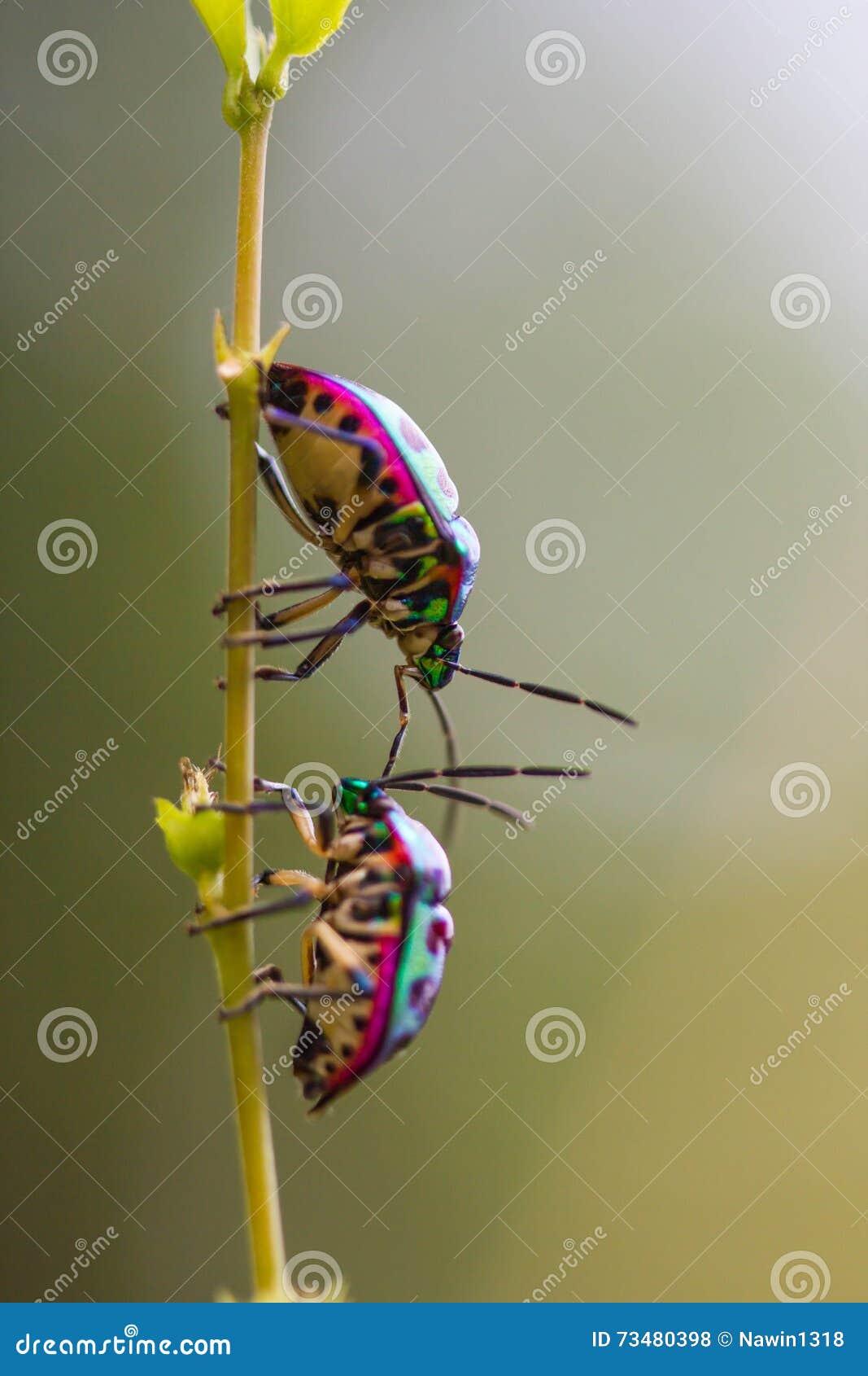 Insecto Del Escudo Del Lichi Foto de archivo - Imagen de negro, comer ...