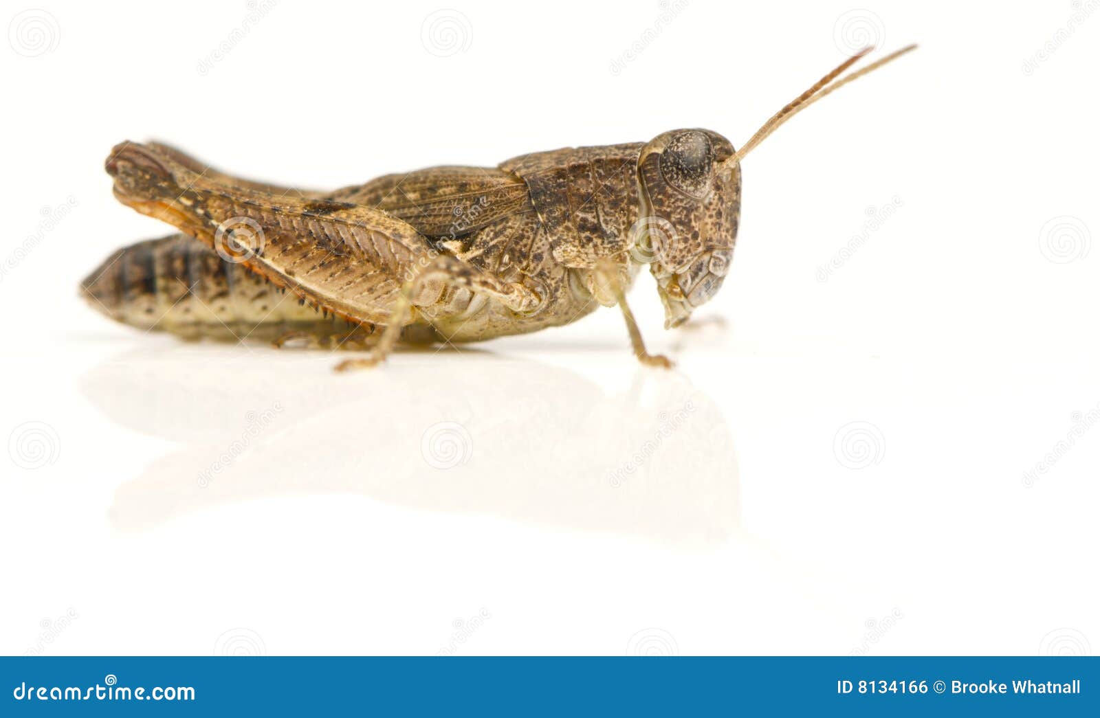 Insecto del grillo foto de archivo. Imagen de aislado - 8134166