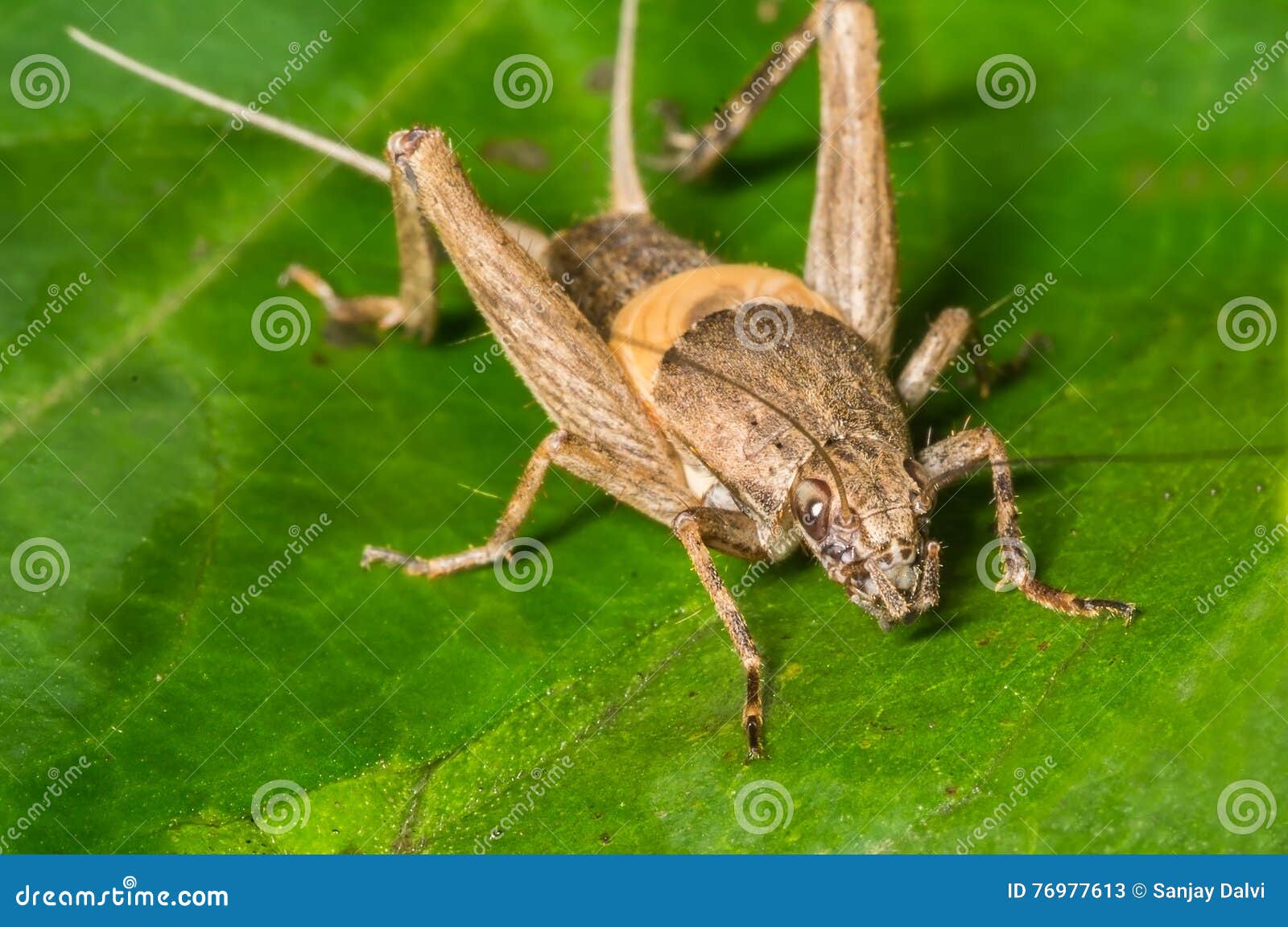 Insecto Del Grillo De Campo Imagen de archivo - Imagen de campo, cubo ...