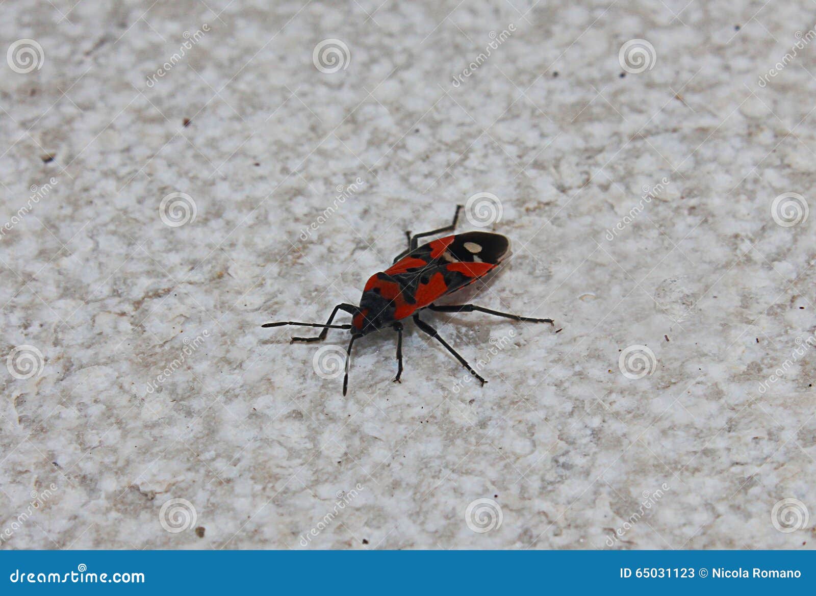 Insecto Del Insecto Rojo Y Negro Imagen de archivo - Imagen de fondo ...