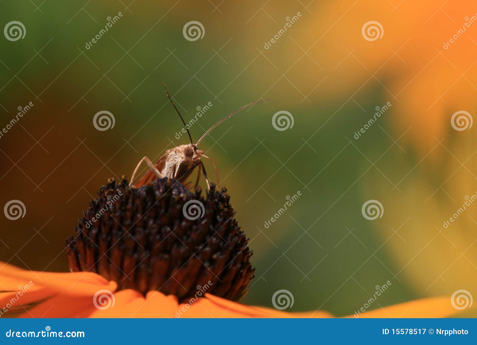 Insecto del jején imagen de archivo. Imagen de exterior - 15578517