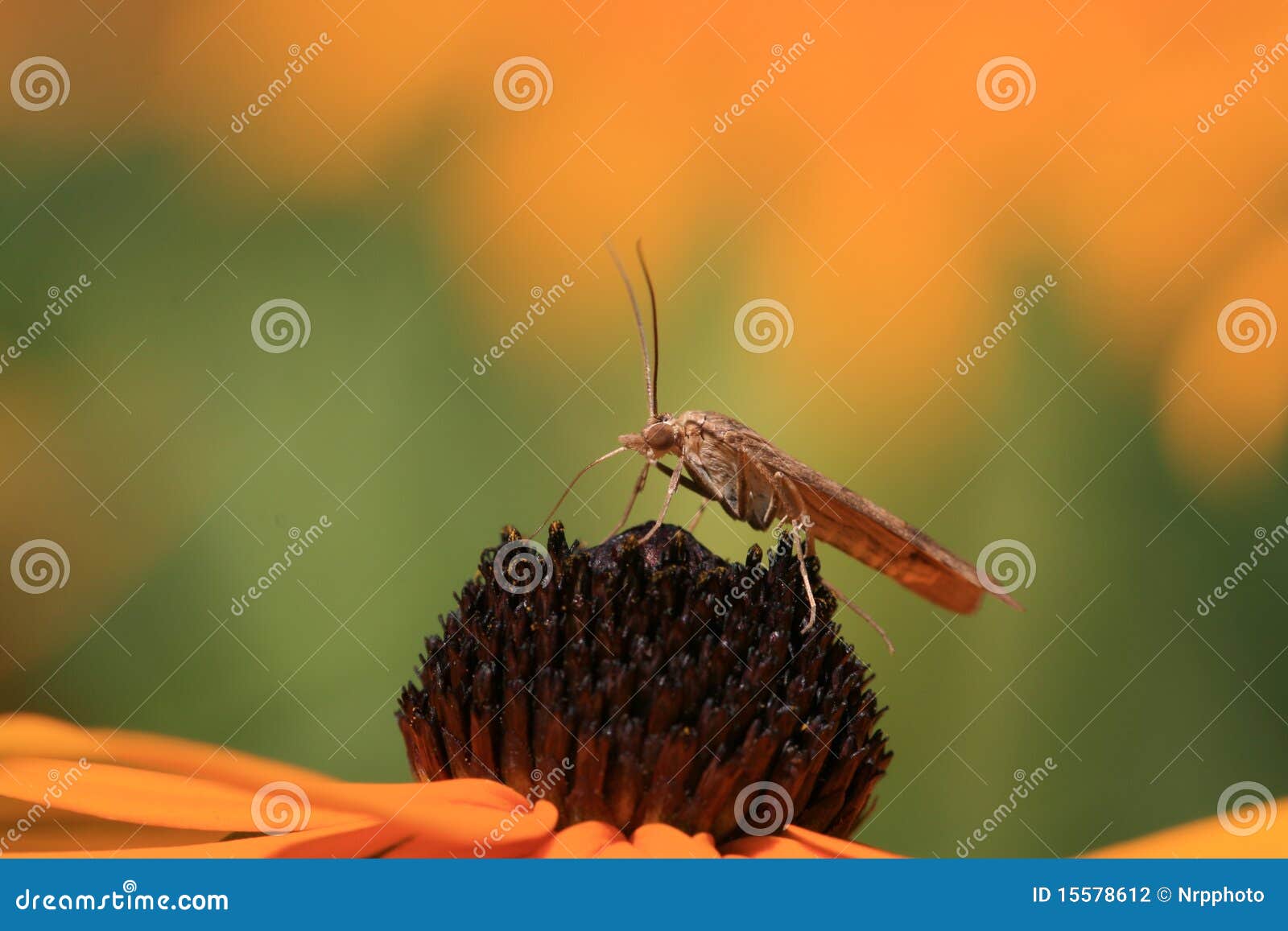 Insecto del jején foto de archivo. Imagen de planta, flor - 15578612