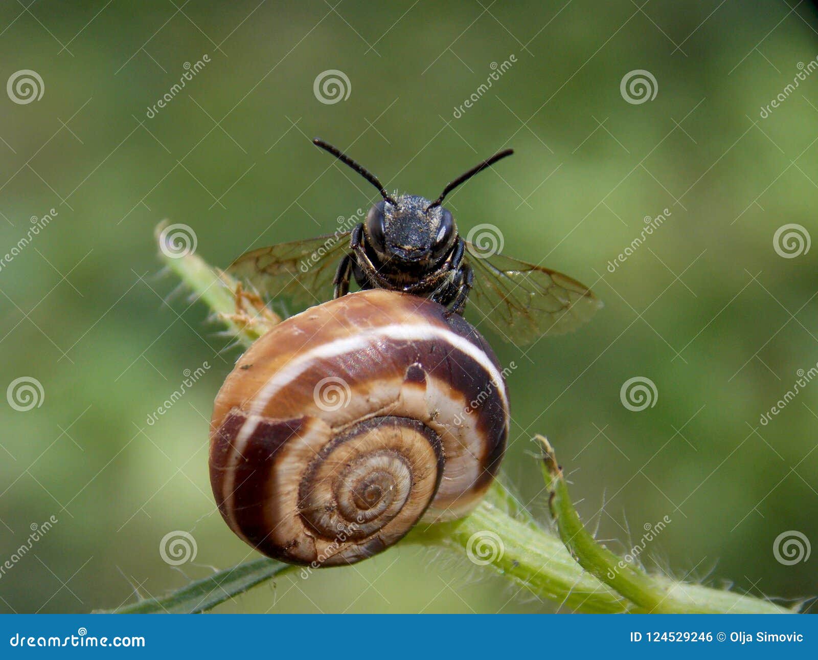 Insecto en el caracol foto de archivo. Imagen de bicho - 124529246