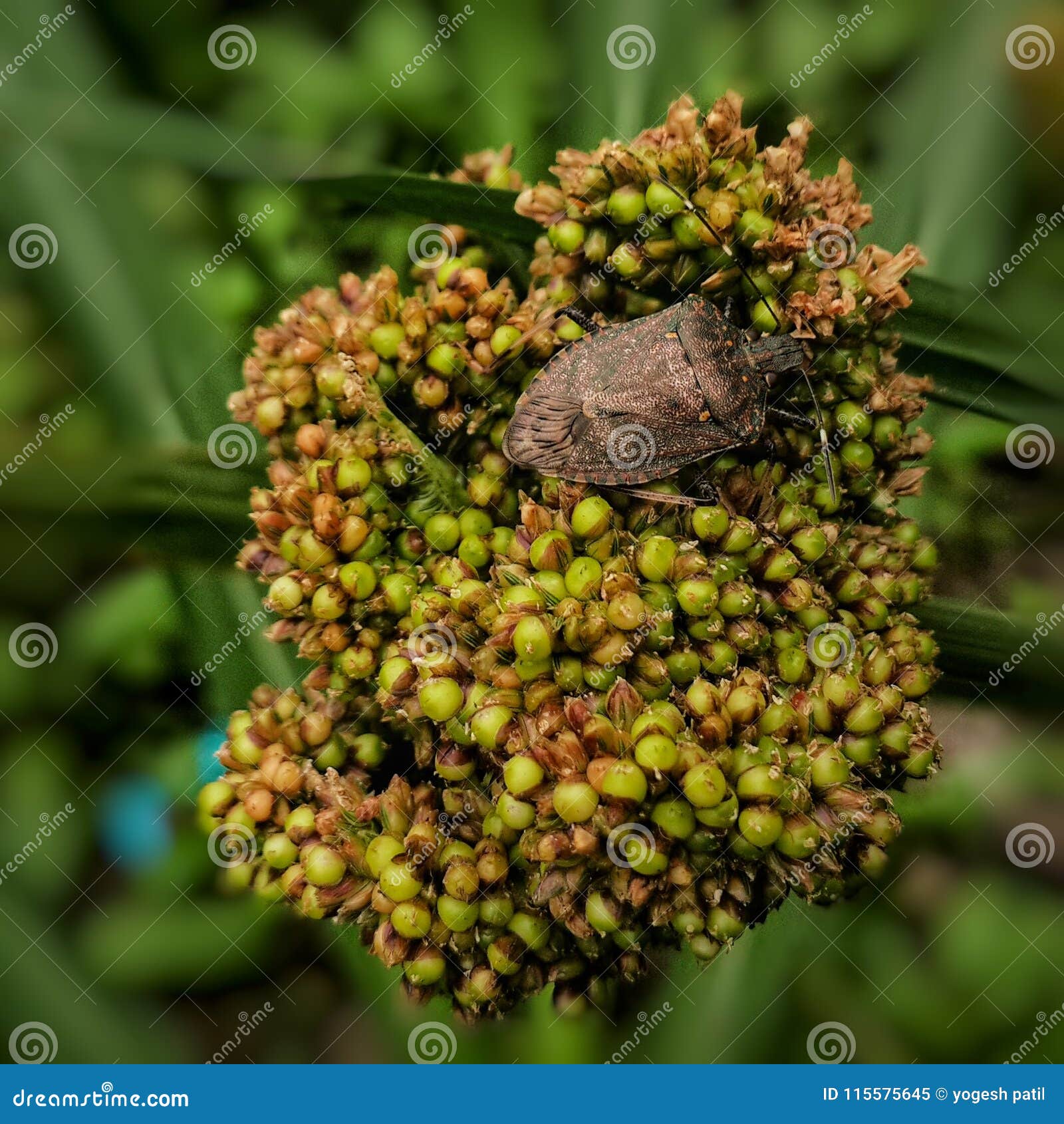Insecto en el cereal imagen de archivo. Imagen de animal - 115575645