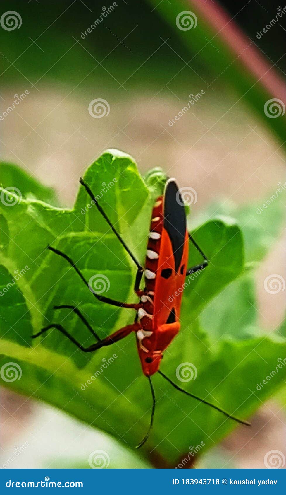 Insecto en hoja verde foto de archivo. Imagen de hoja - 183943718