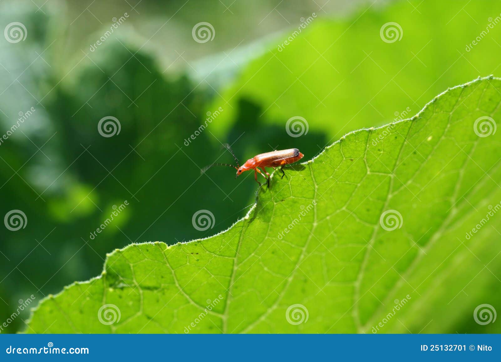 Insecto en la hoja imagen de archivo. Imagen de cierre - 25132701
