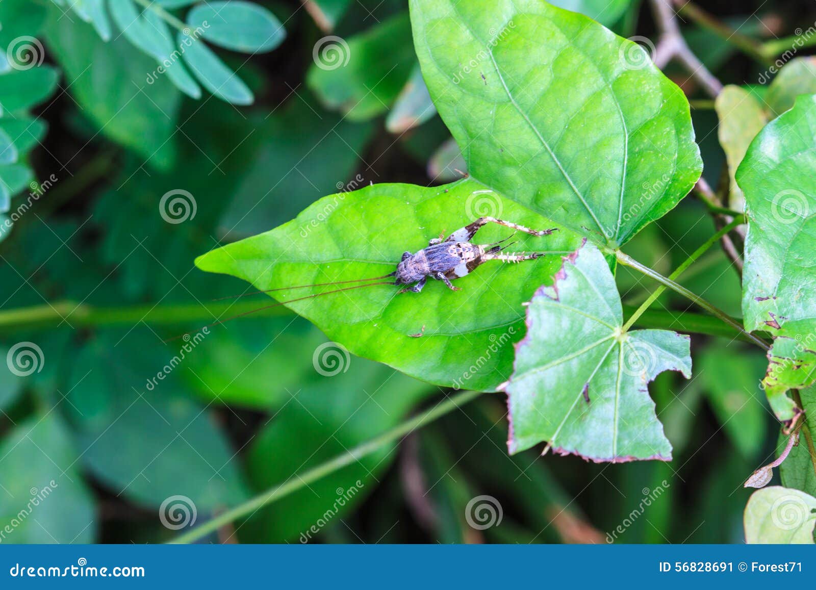 Insecto en la hoja imagen de archivo. Imagen de hoja - 56828691