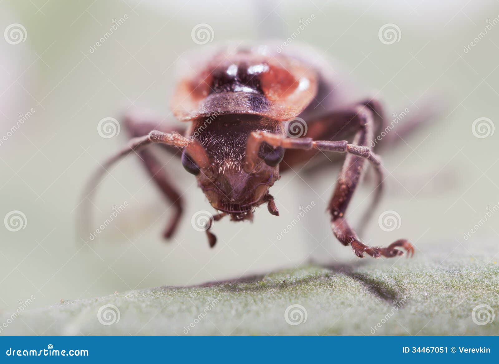 Insecto En La Hoja. Primer, Imagen de archivo - Imagen de polen, pila ...