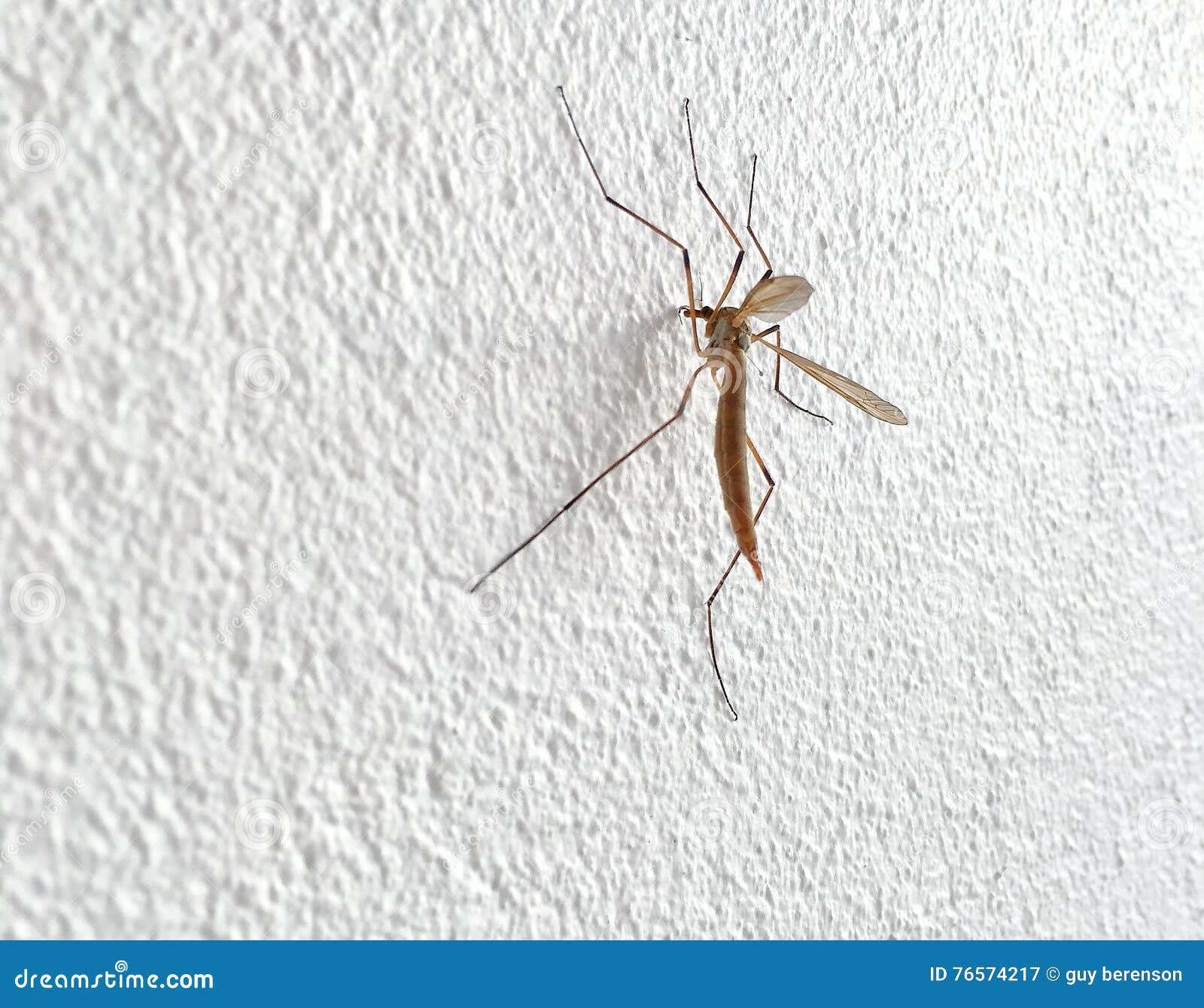 Insecto en la pared imagen de archivo. Imagen de dinamarca - 76574217