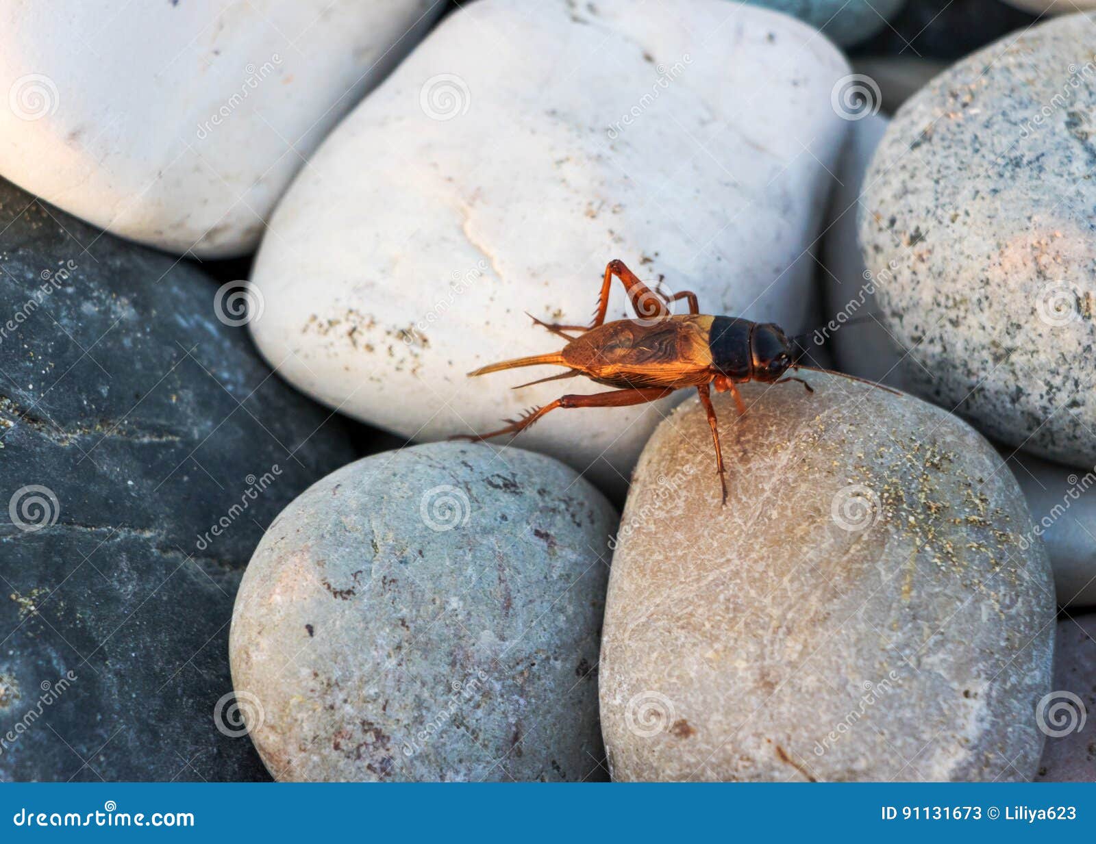 Insecto en piedras del mar imagen de archivo. Imagen de macro - 91131673