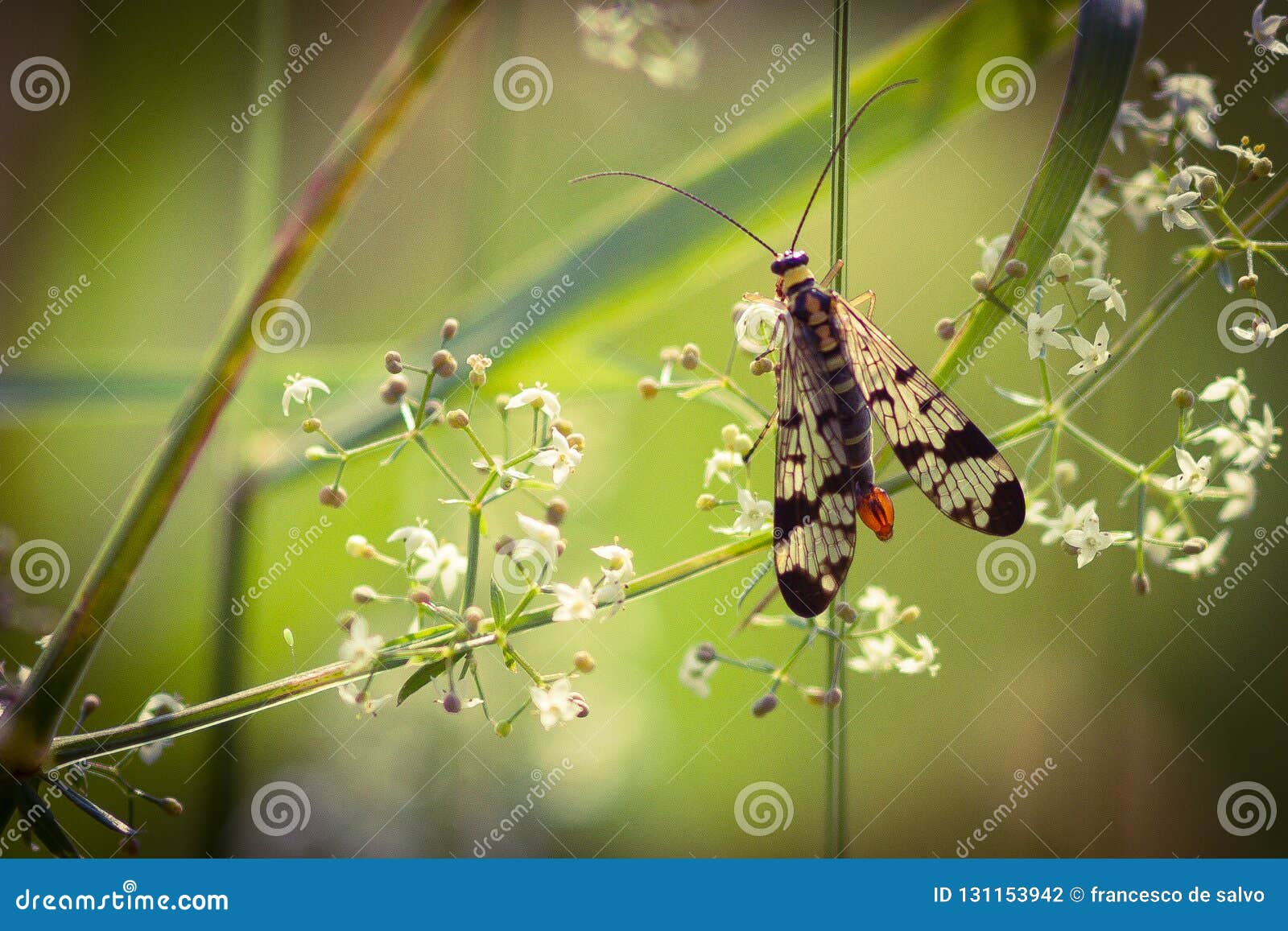 Insecto En Primavera En La Flor Foto de archivo - Imagen de flor ...