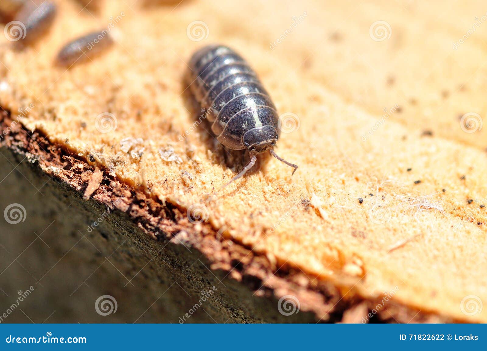 Insecto En Un Pedazo De Madera Foto de archivo - Imagen de animal ...