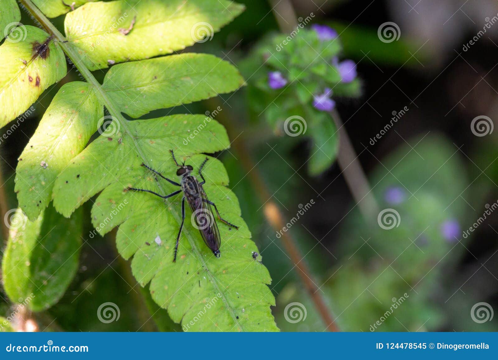 Insecto en una hoja Laos imagen de archivo. Imagen de laos - 124478545