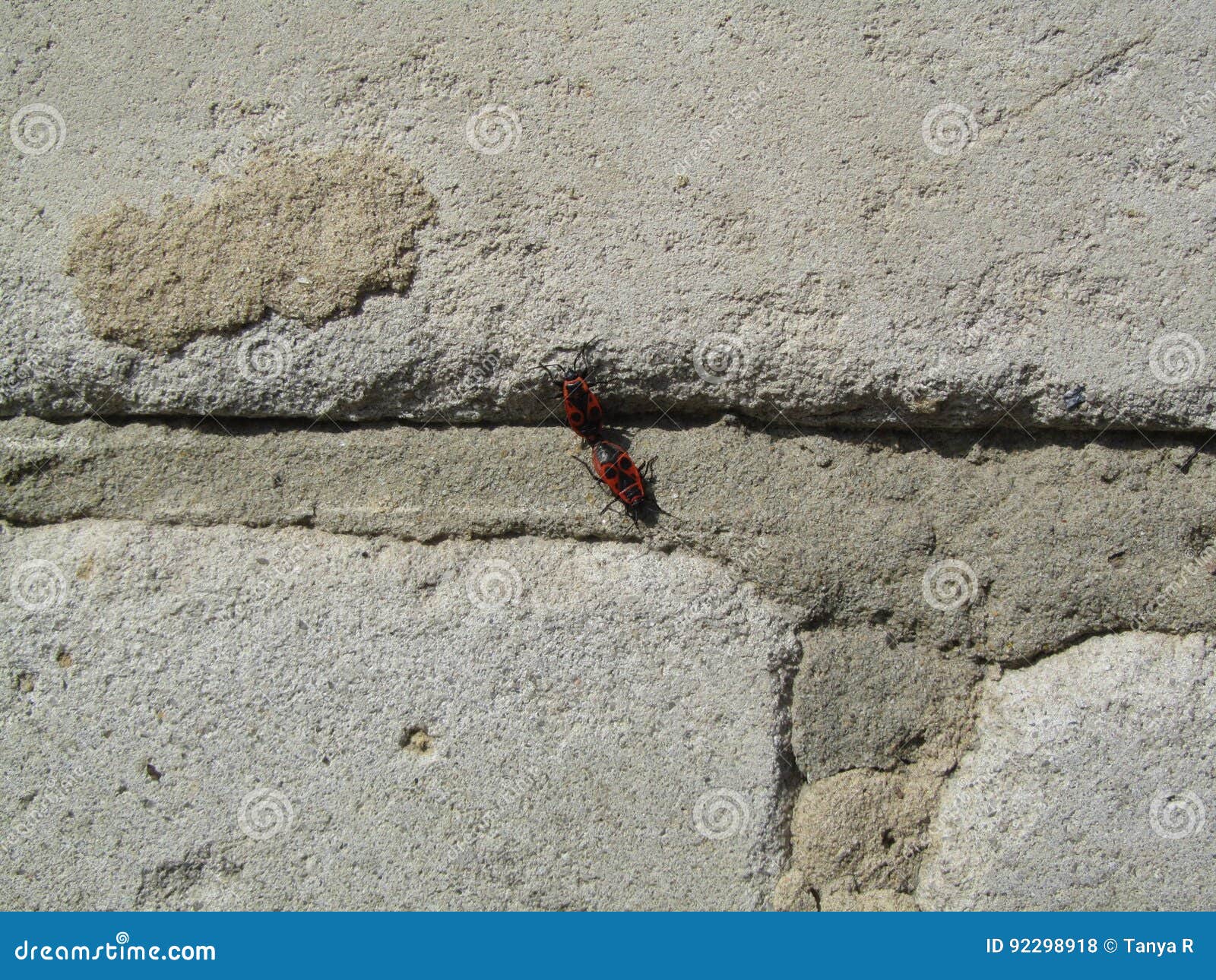 Insecto En Una Pared Enyesada Foto de archivo - Imagen de edificio ...